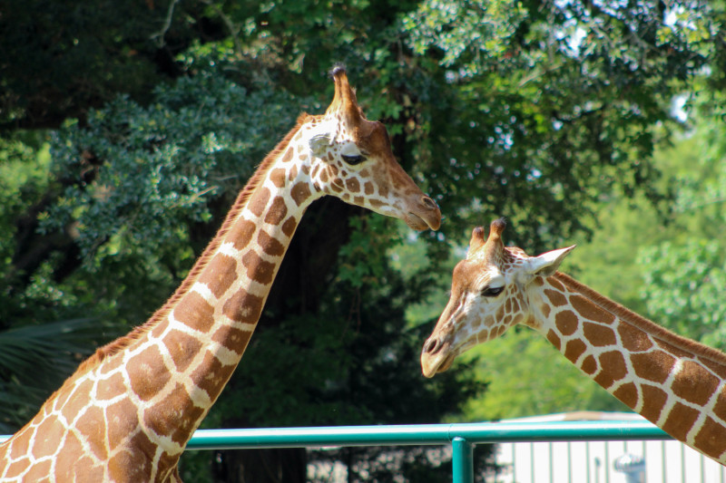 Celebrating World Giraffe Day at Audubon Zoo