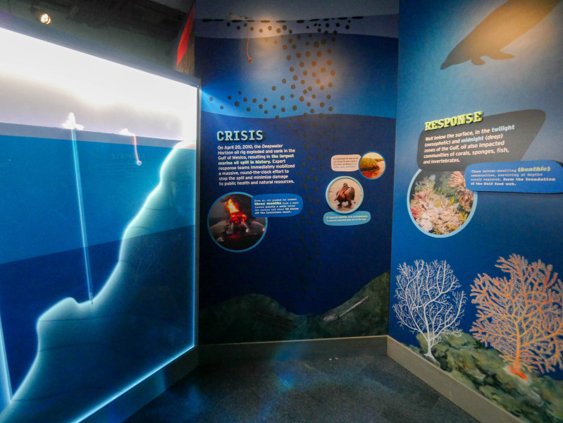 Audubon Aquarium's New "Deep Dive Into the Gulf" Exhibit Showcases Deep ...