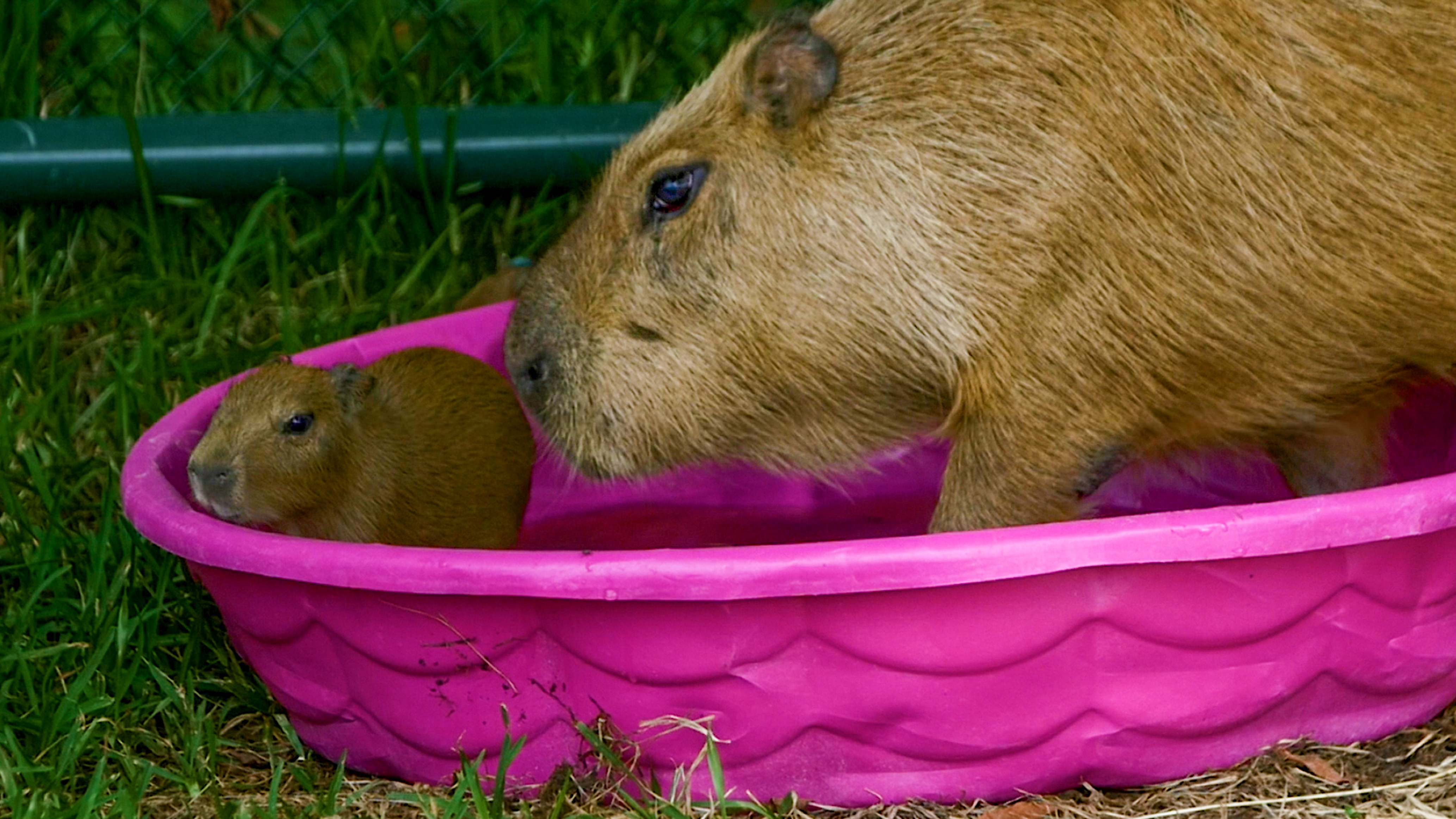 Audubon Zoo Welcomes Baby Capybara