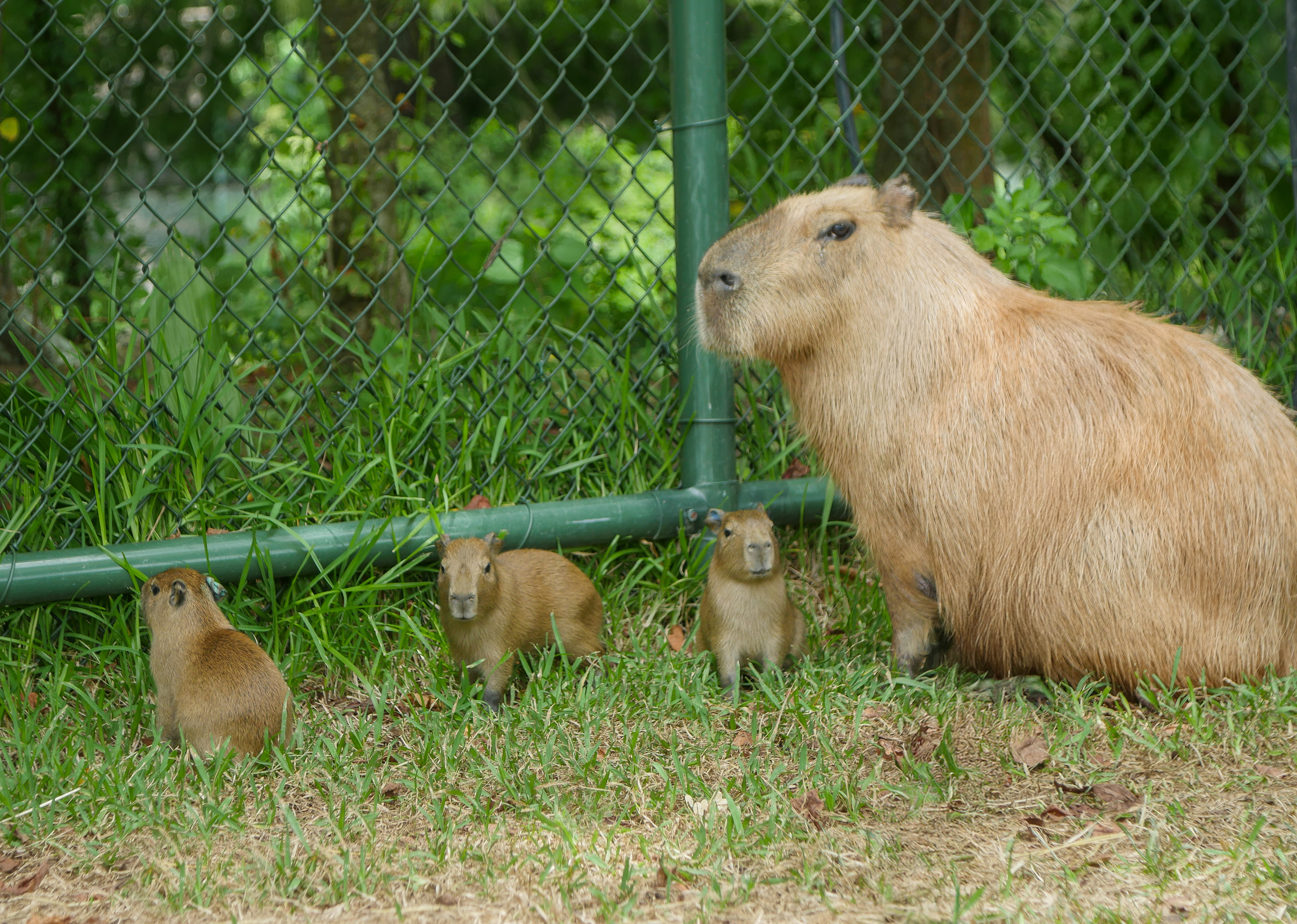 Audubon Zoo Welcomes Baby Capybara