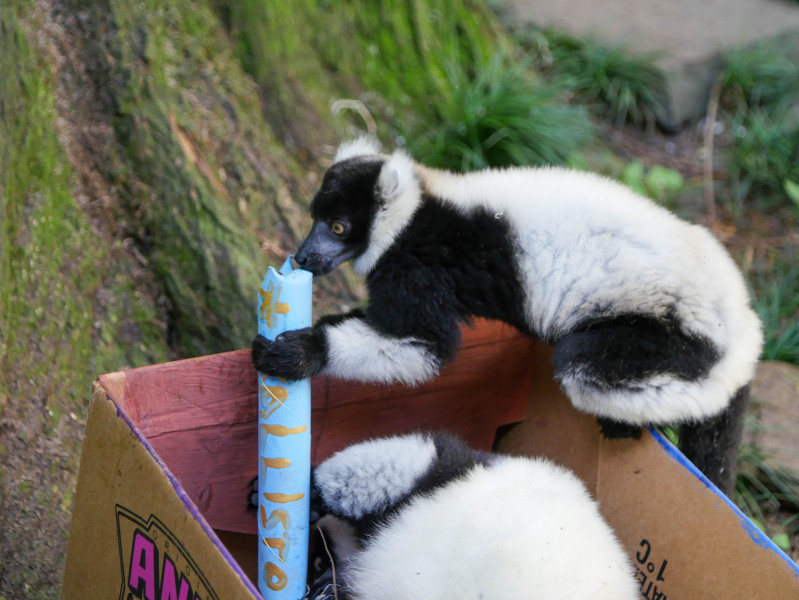 New Baby Lemurs Welcomed at Audubon Zoo