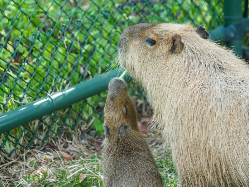 Audubon Zoo's Capybara Pups Named with Nod to New Orleans