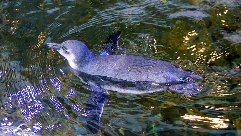 Audubon Aquarium Announces Names of New Penguin Chicks