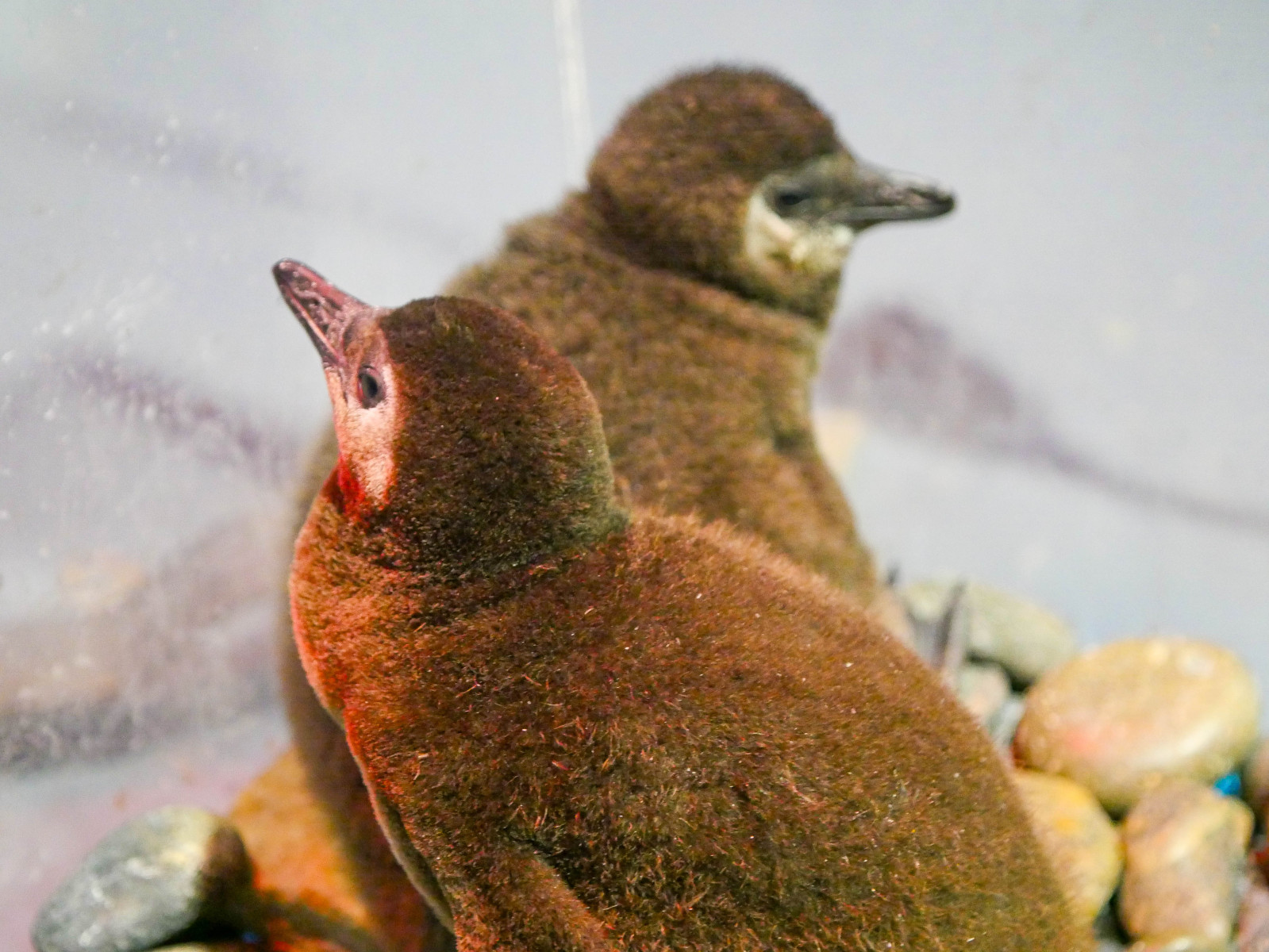 Audubon Aquarium Welcomes Two Penguin Chicks