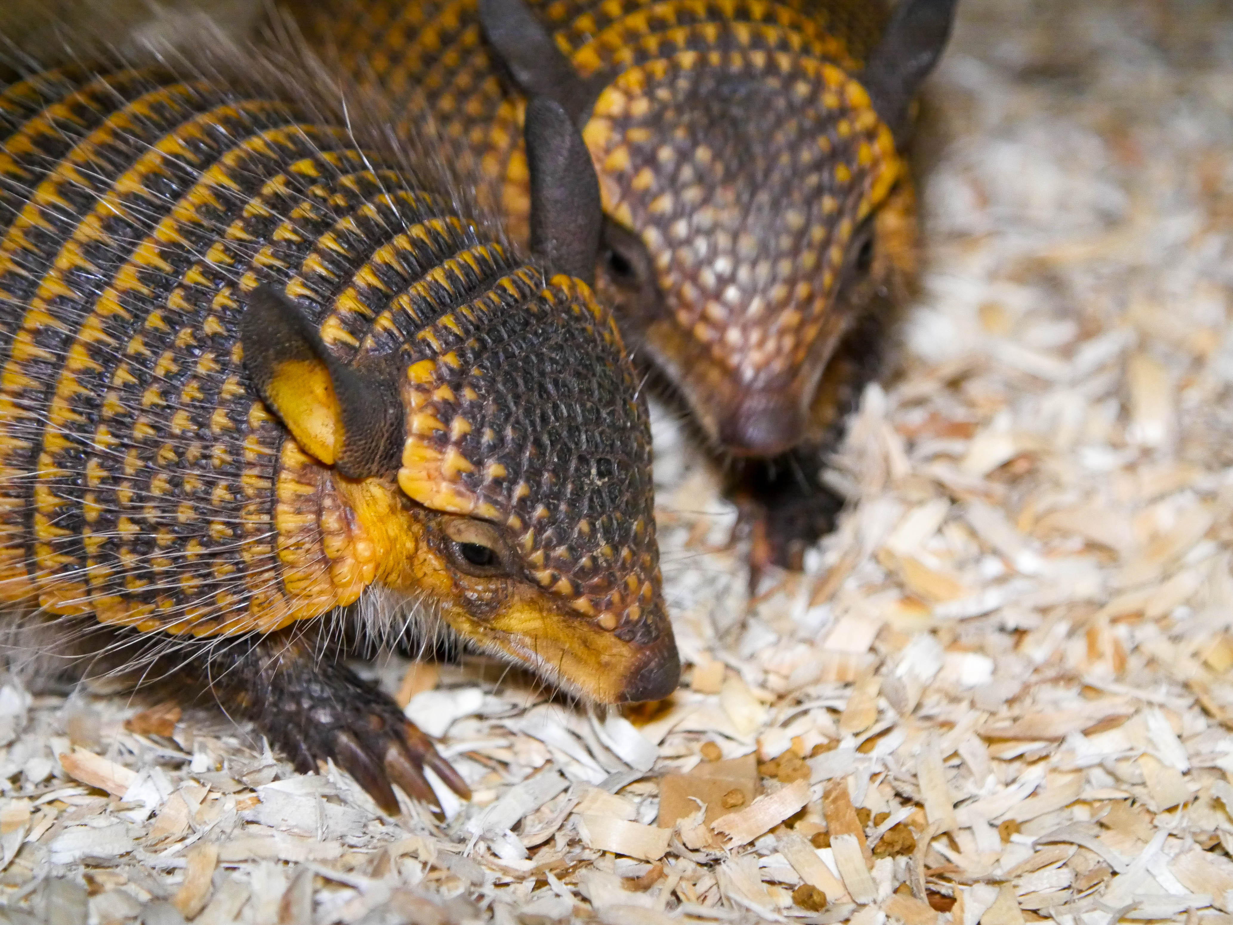 Audubon Zoo Welcomes Screaming Hairy Armadillo Pups