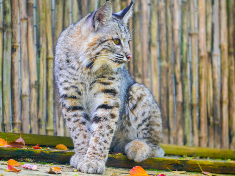 Audubon Zoo Welcomes Bobcat Kittens