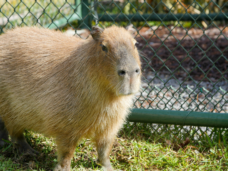 New Jaguar Jungle River's Edge at Audubon Zoo