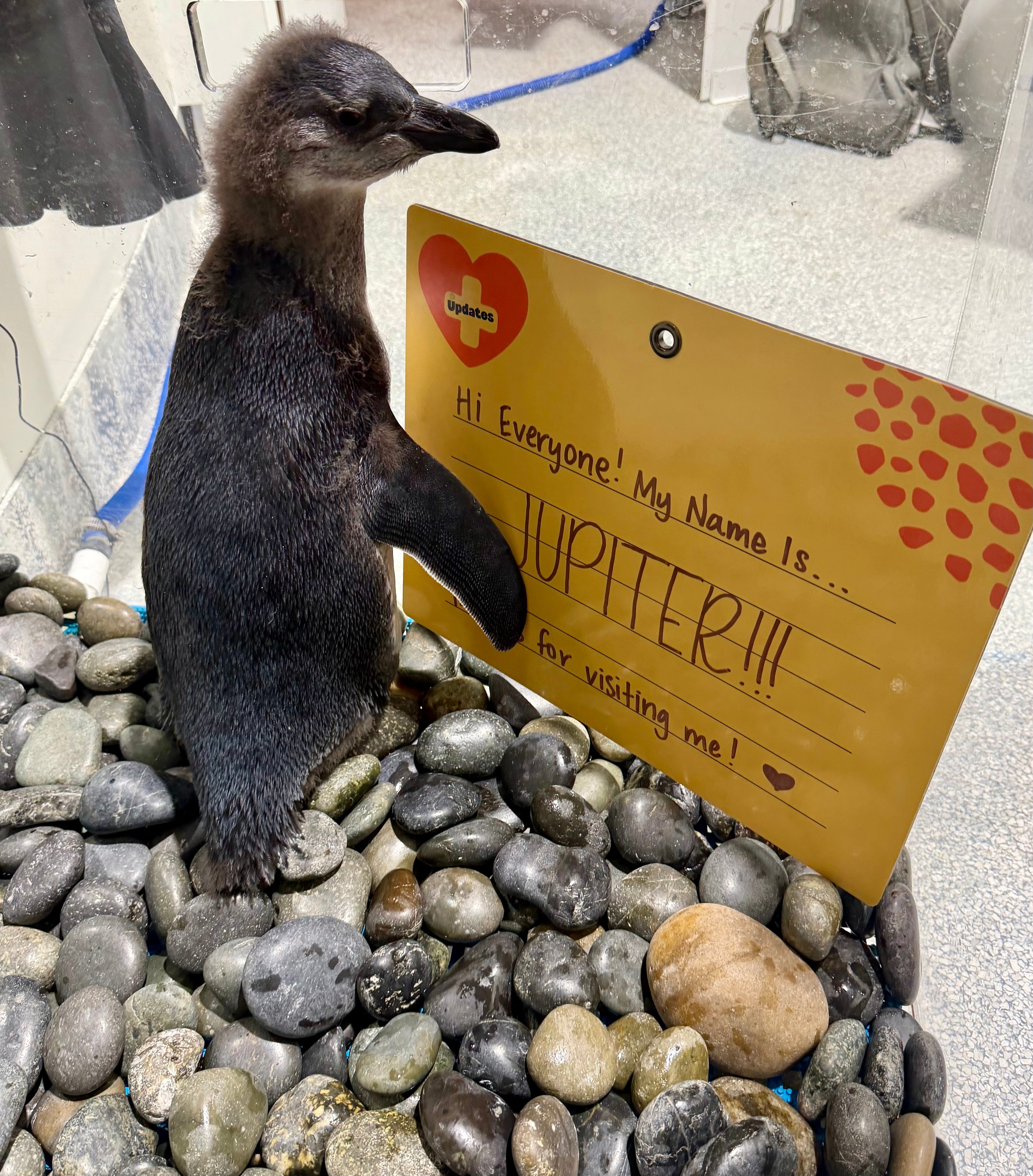 Audubon Aquarium's Penguin Chick is Named