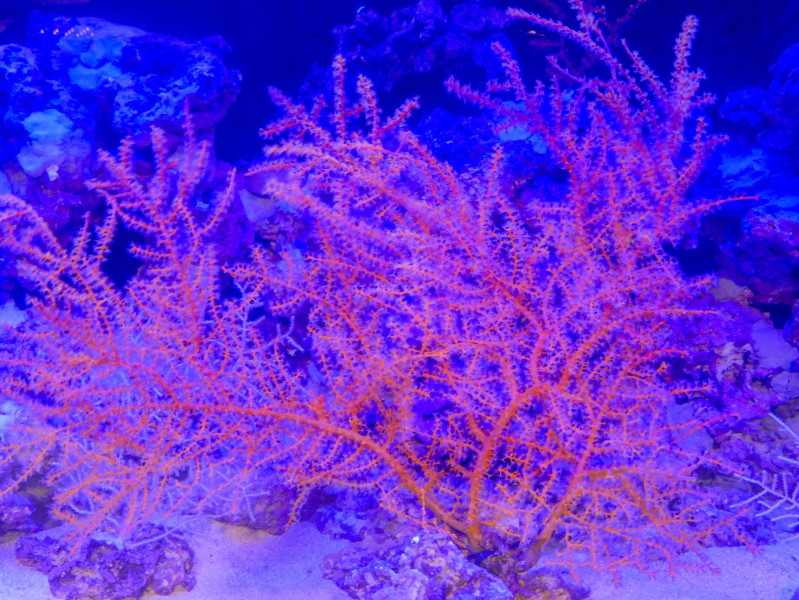 Audubon Aquarium's New "Deep Dive Into the Gulf" Exhibit Showcases Deep ...