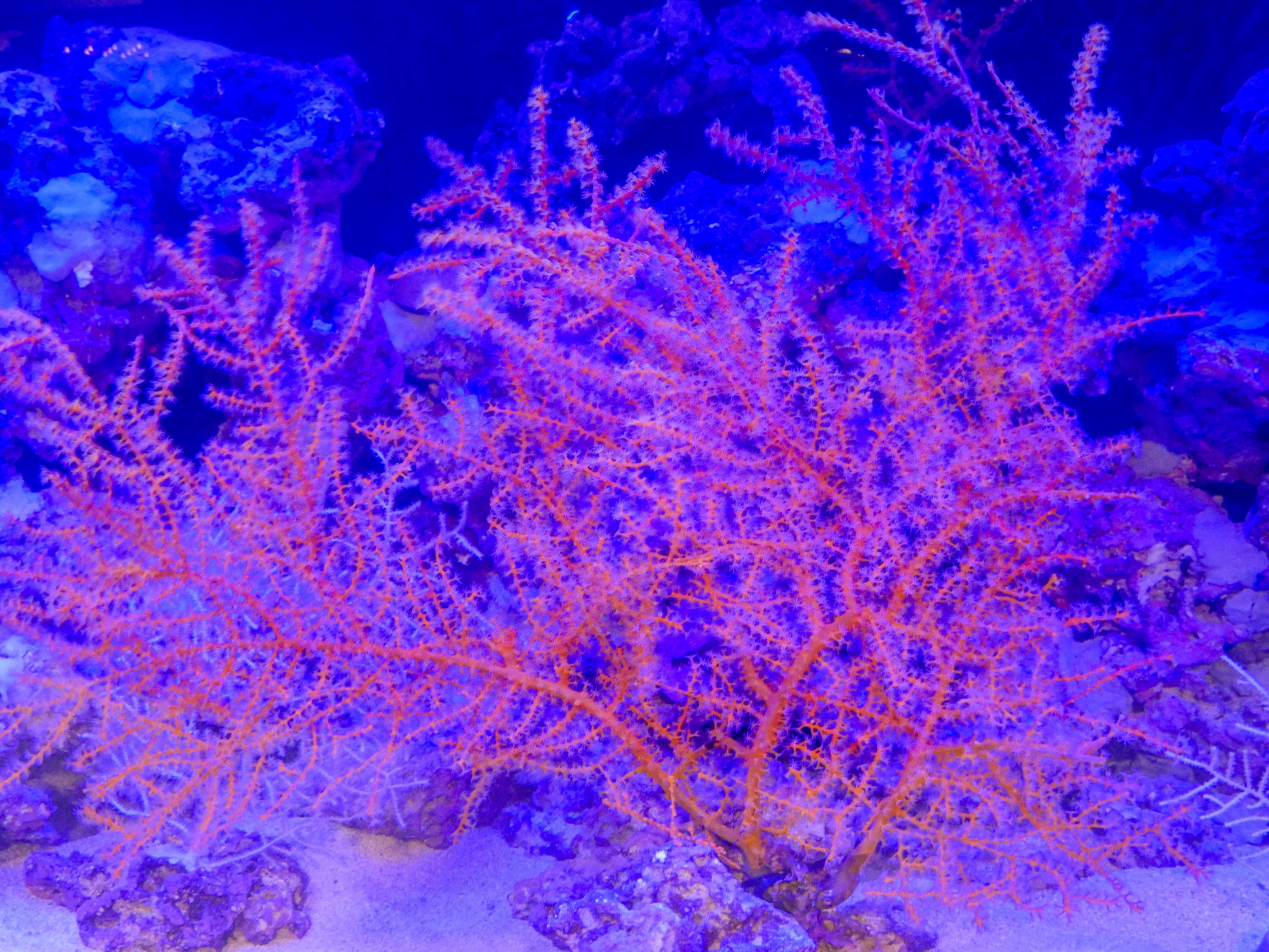 Audubon Aquarium's New "Deep Dive Into the Gulf" Exhibit Showcases Deep ...