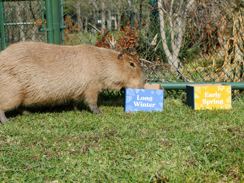 Audubon Zoo Animals Announce Forecast