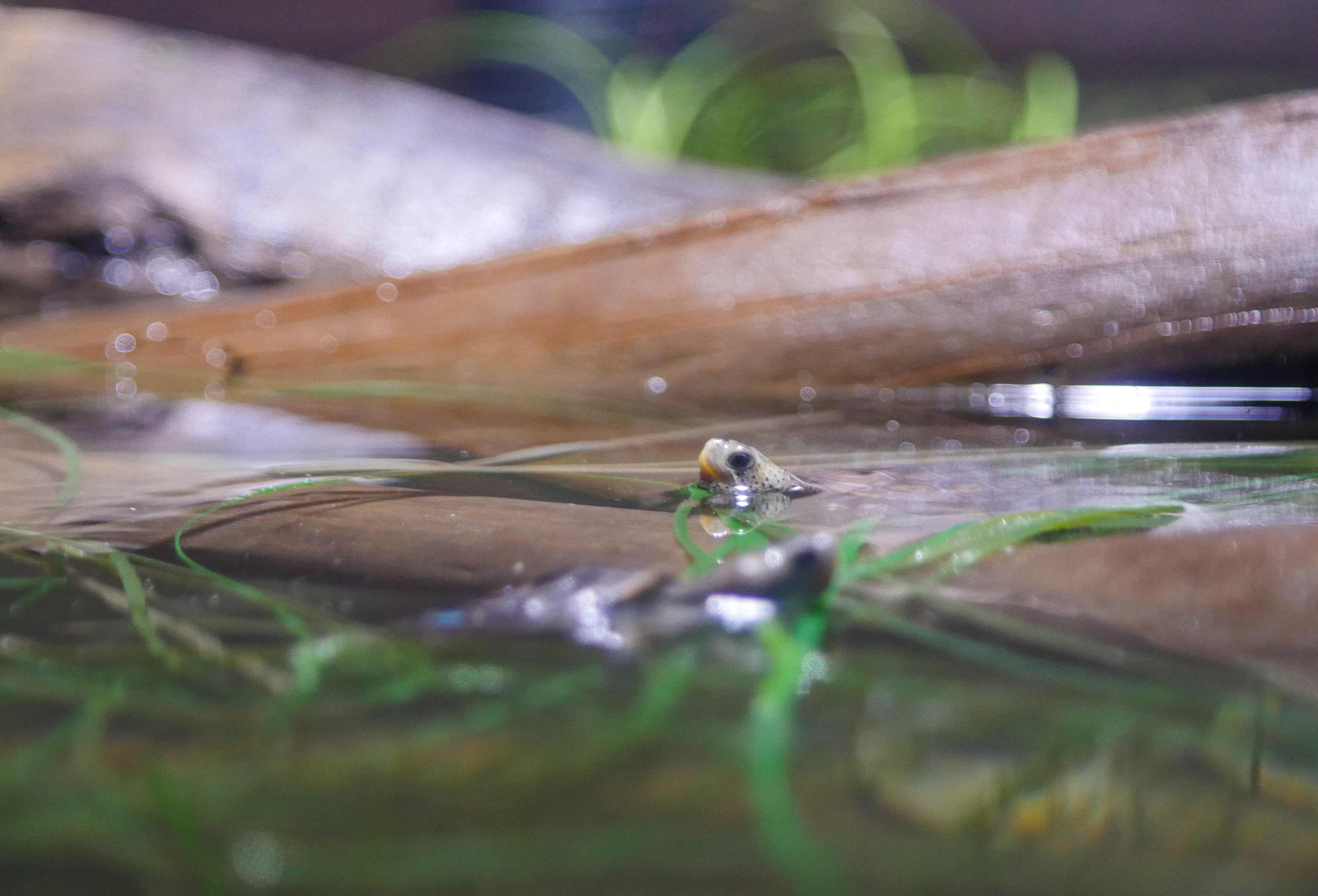 Audubon Aquarium Welcomes Diamondback Terrapins