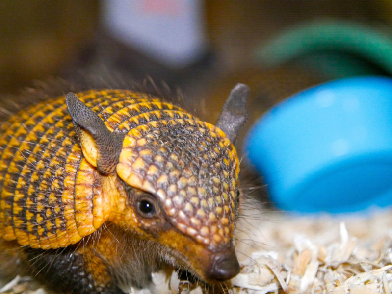 Audubon Zoo Welcomes Screaming Hairy Armadillo Pups