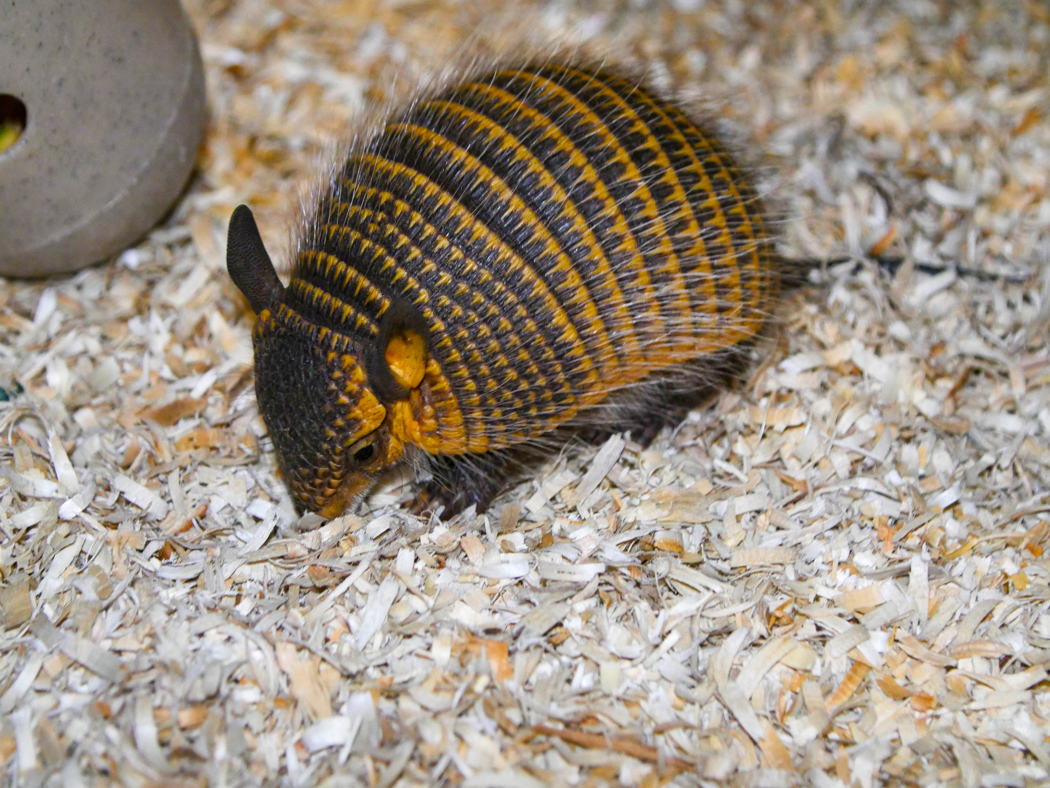 Audubon Zoo Welcomes Screaming Hairy Armadillo Pups