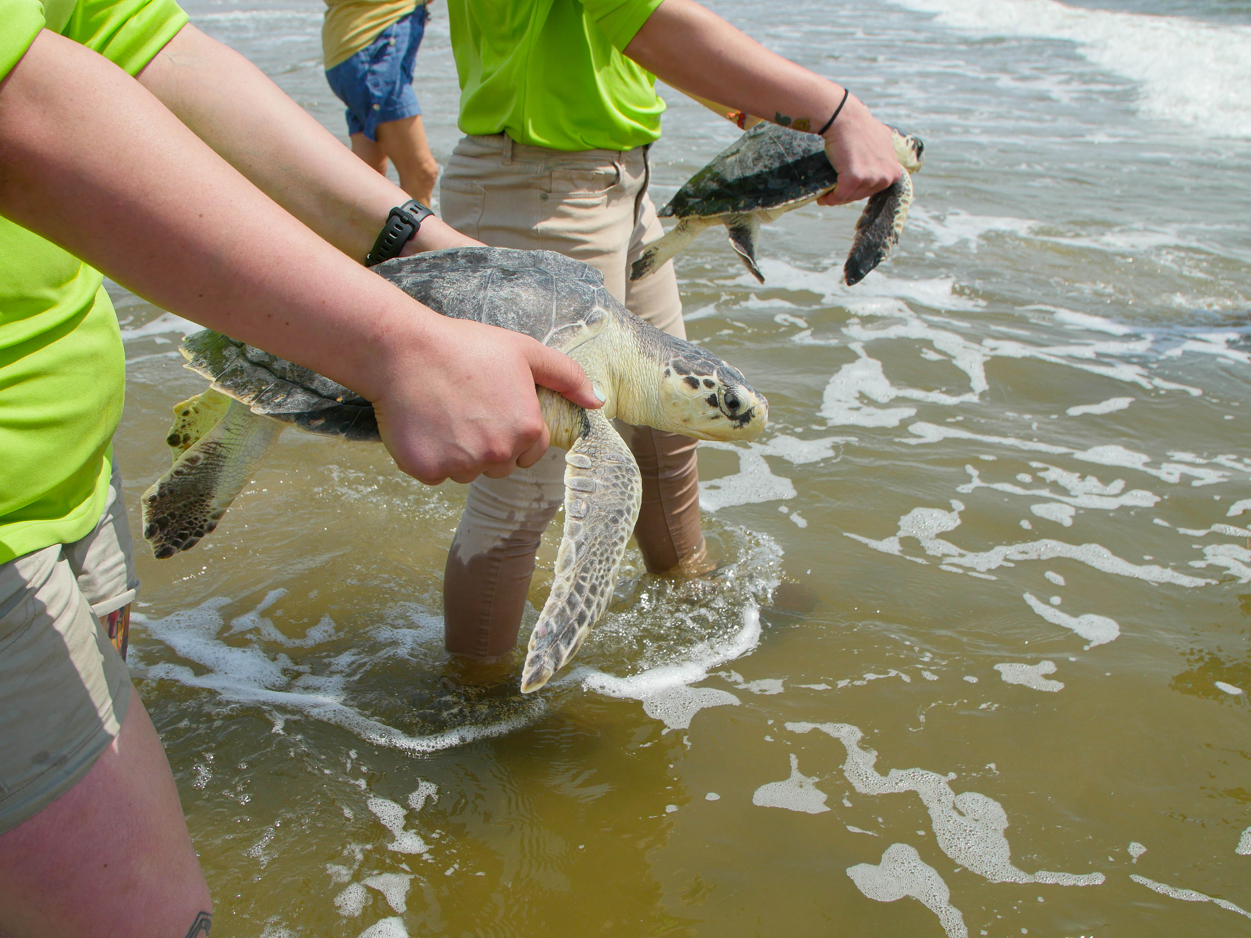 Audubon Coastal Wildlife Network Releases Nine Kemp’s Ridley Sea Turtles