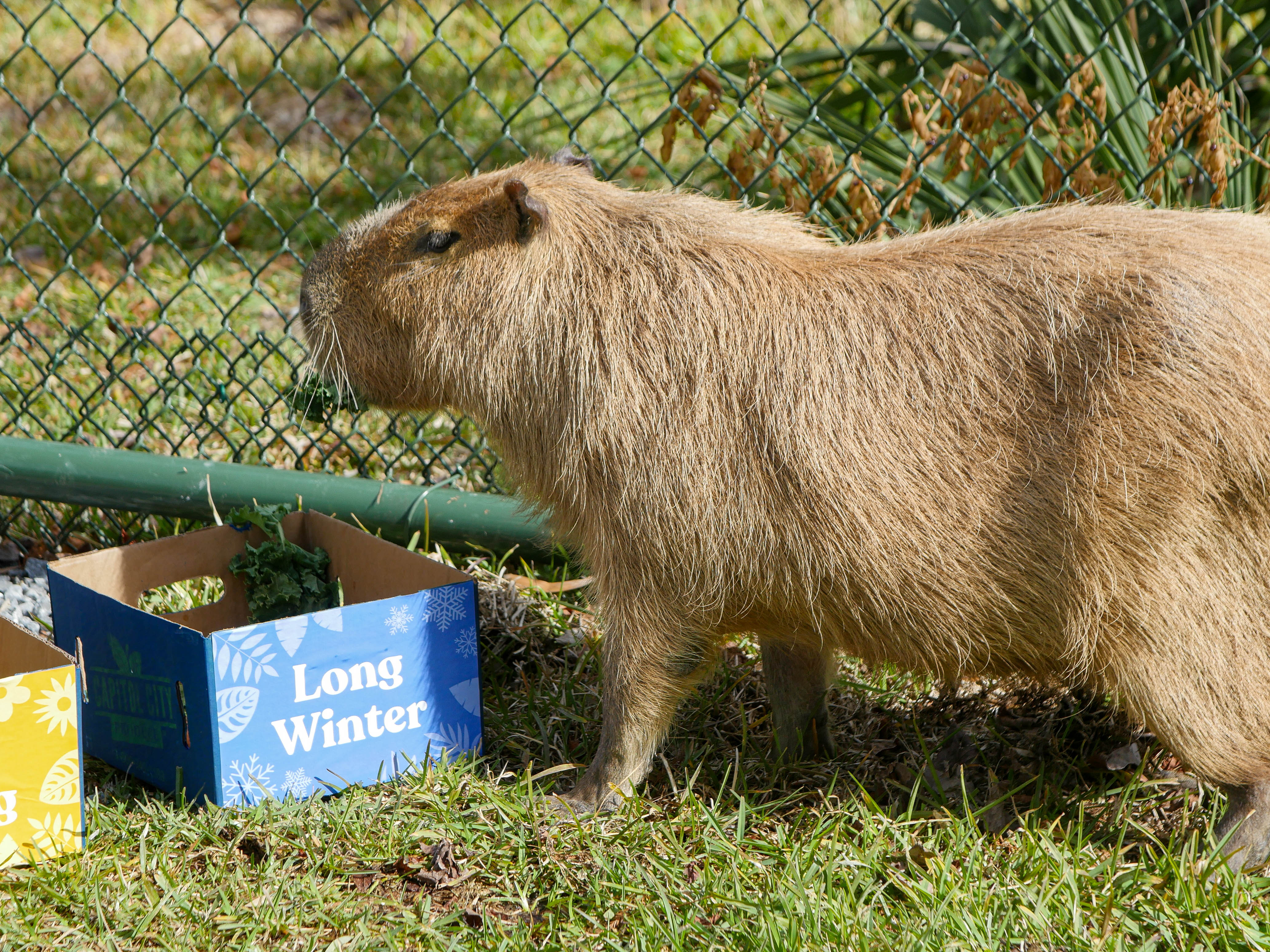 Audubon Zoo Animals Announce Forecast