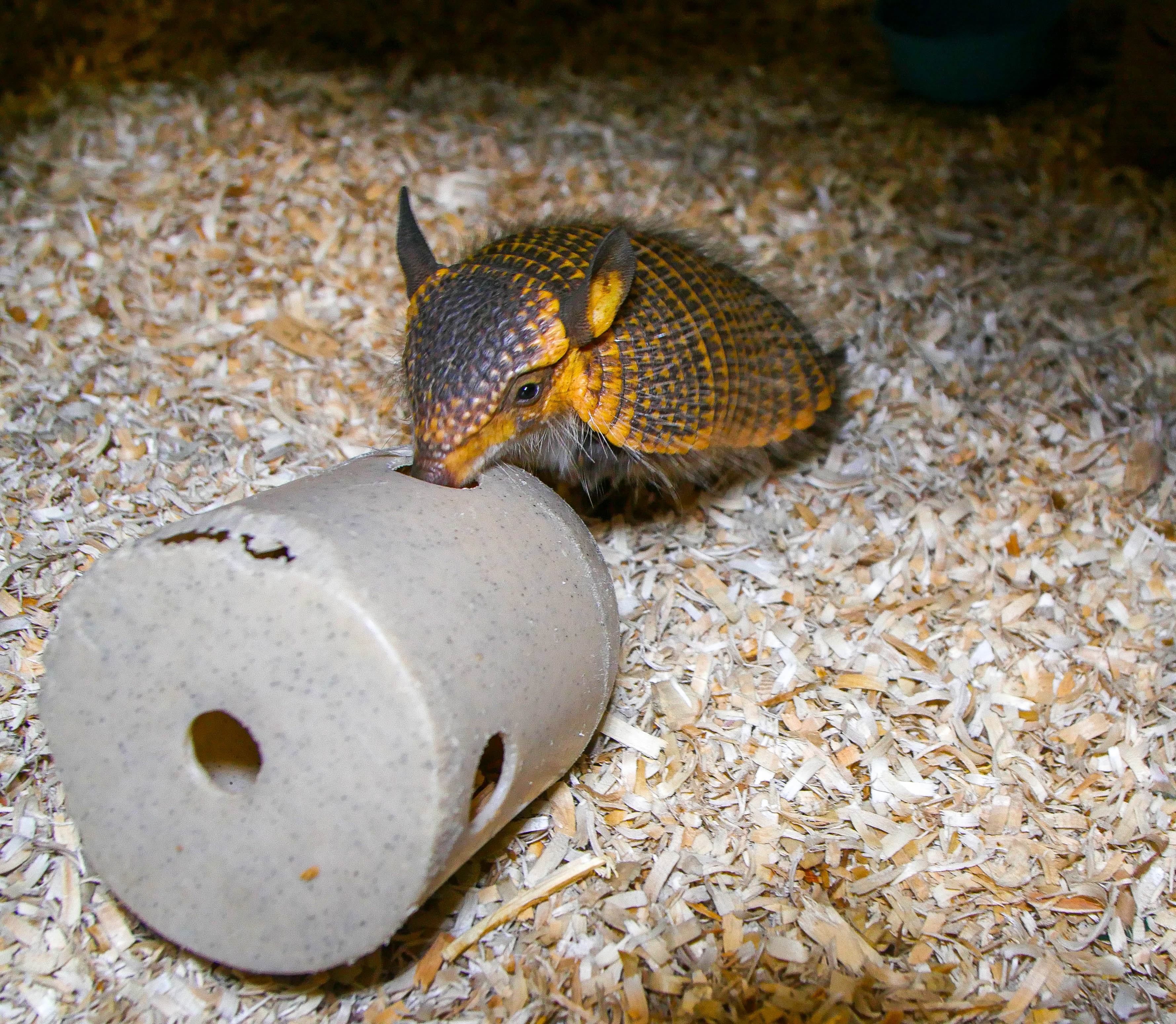 Audubon Zoo Welcomes Screaming Hairy Armadillo Pups