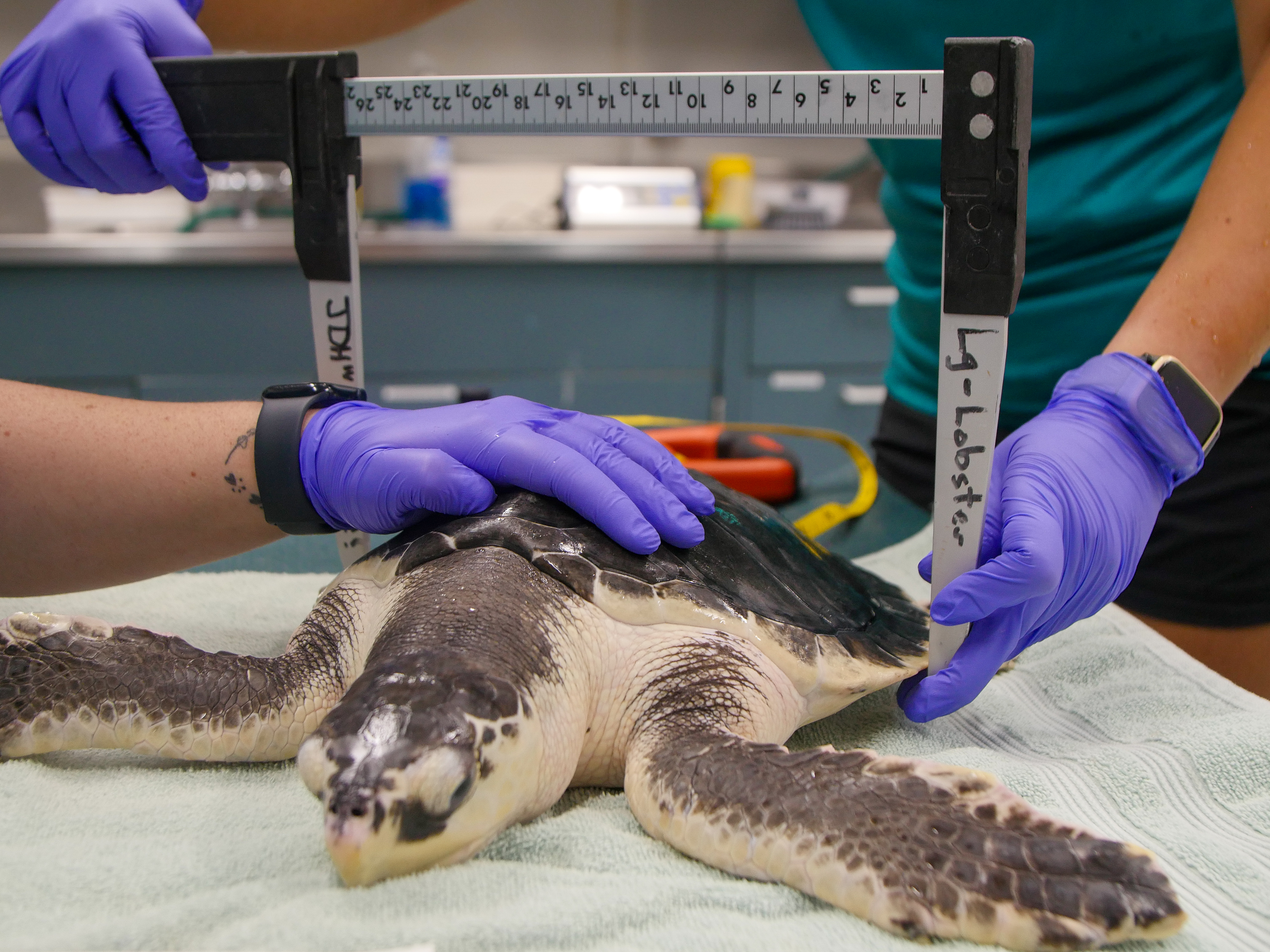 Sea Turtle Examinations on World Sea Turtle Day