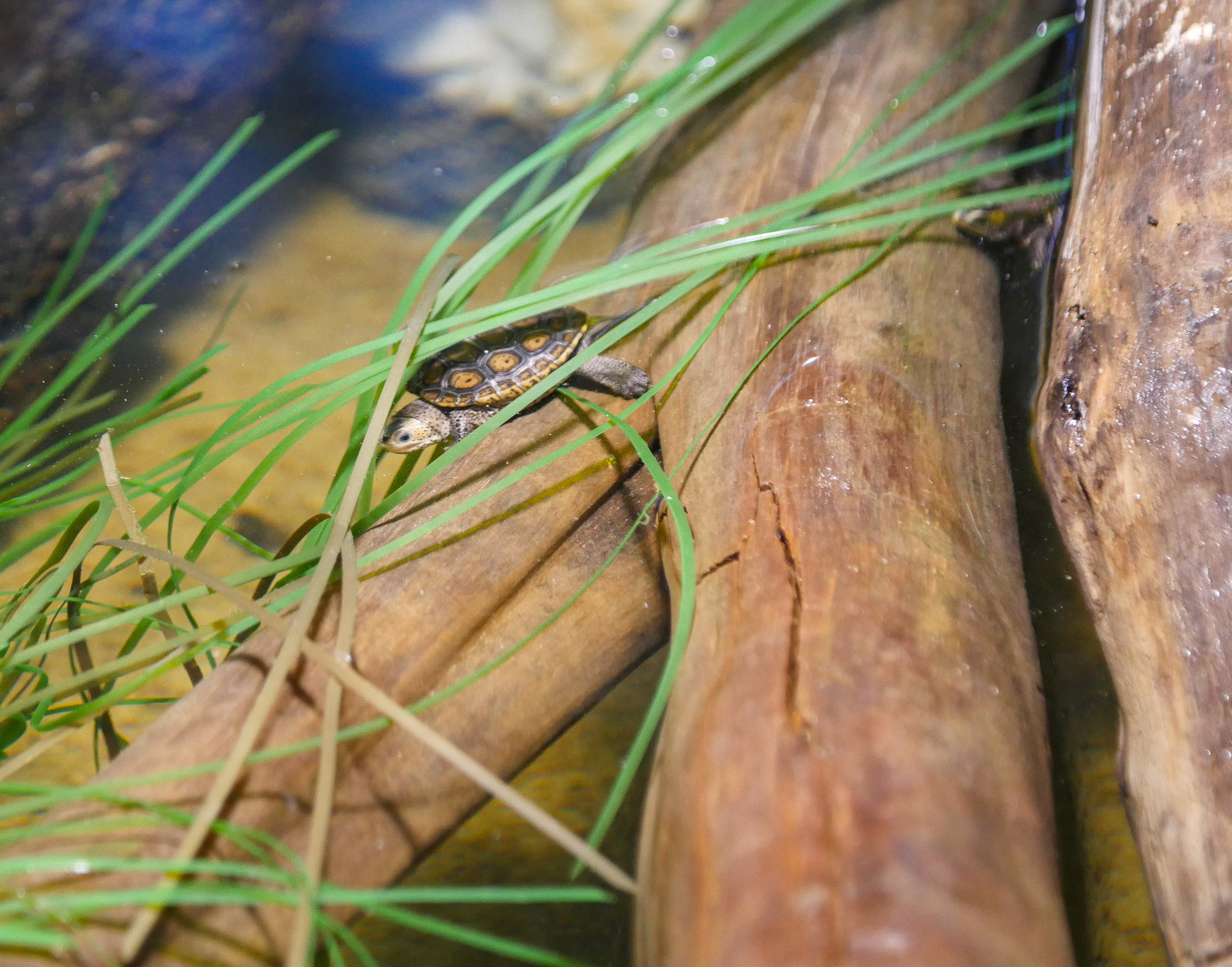 Audubon Aquarium Welcomes Diamondback Terrapins