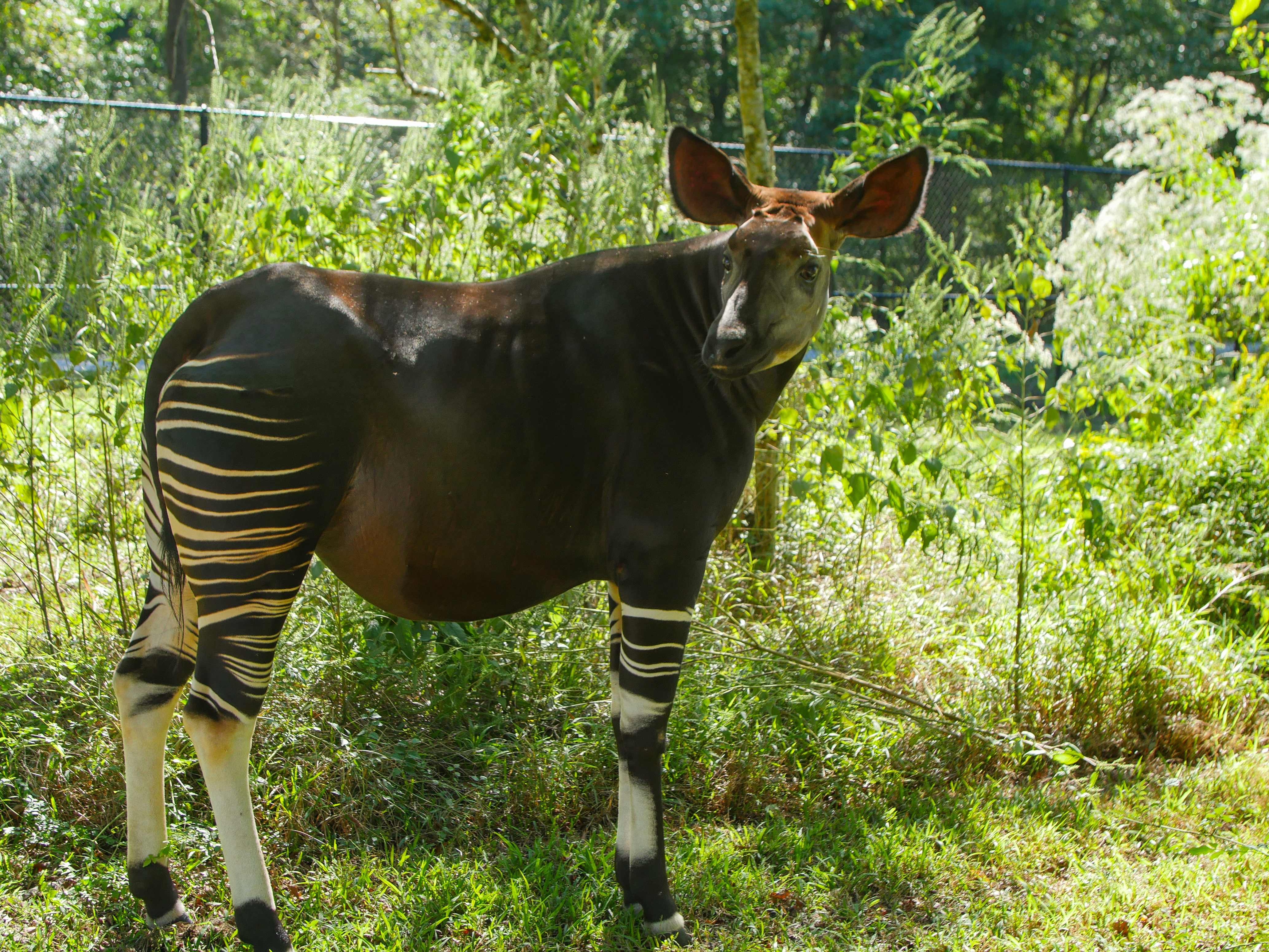 Rare Okapi Pregnancy at Freeport-McMoRan Audubon Species Survival Center