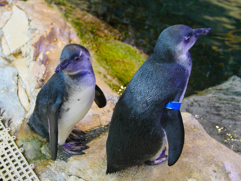 Audubon Aquarium Announces Names of New Penguin Chicks