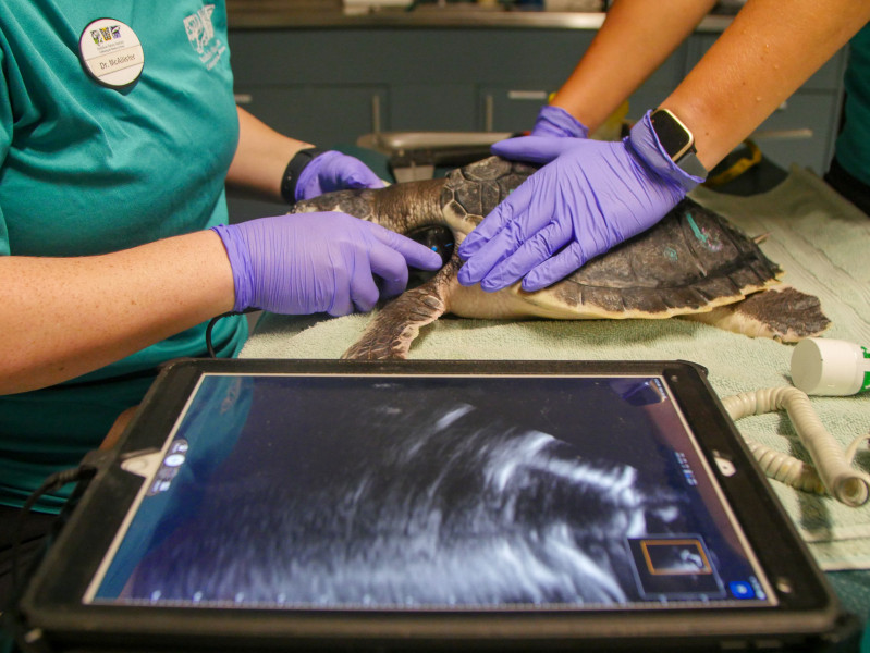 Sea Turtle Examinations on World Sea Turtle Day