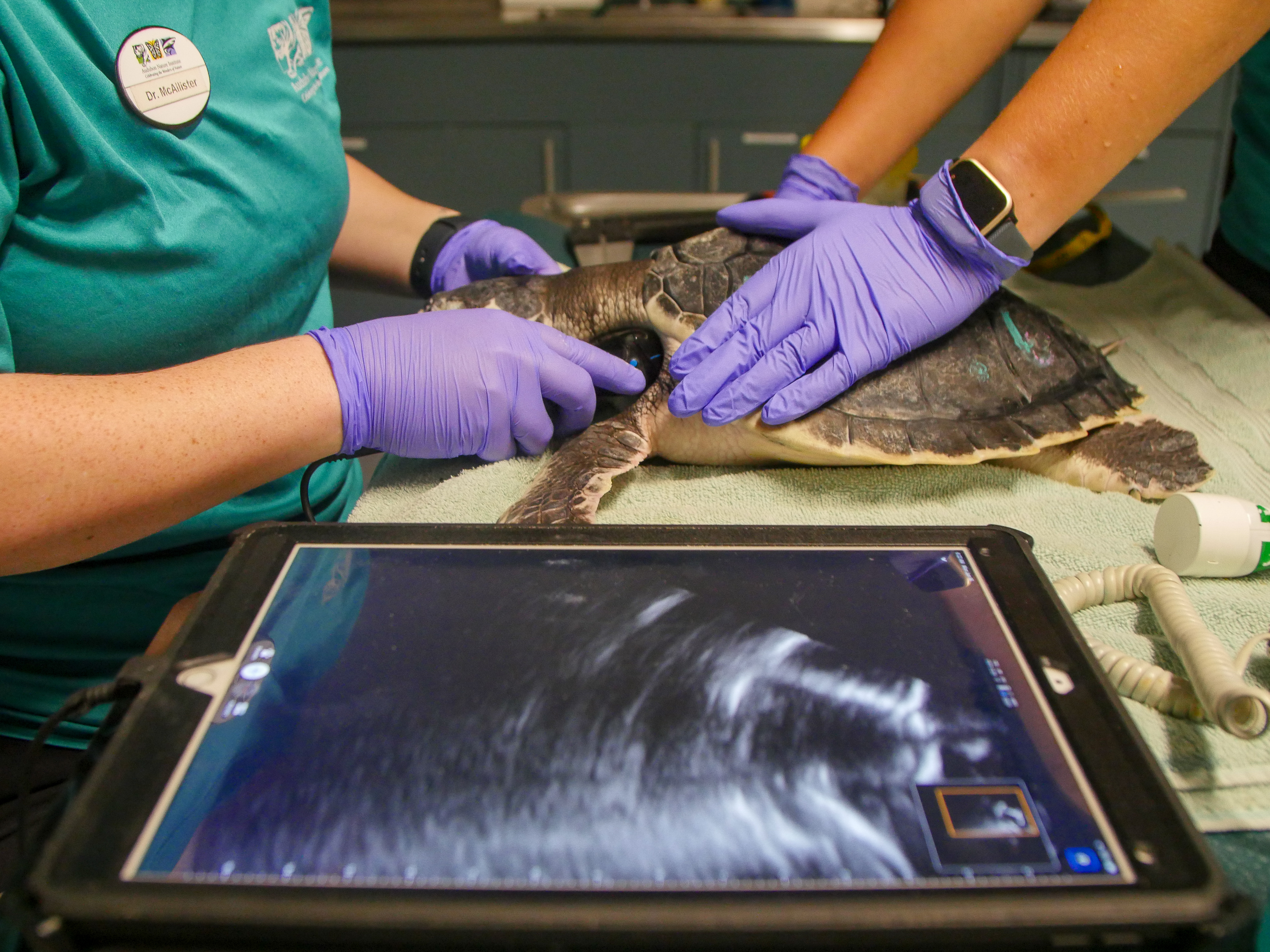 Sea Turtle Examinations on World Sea Turtle Day