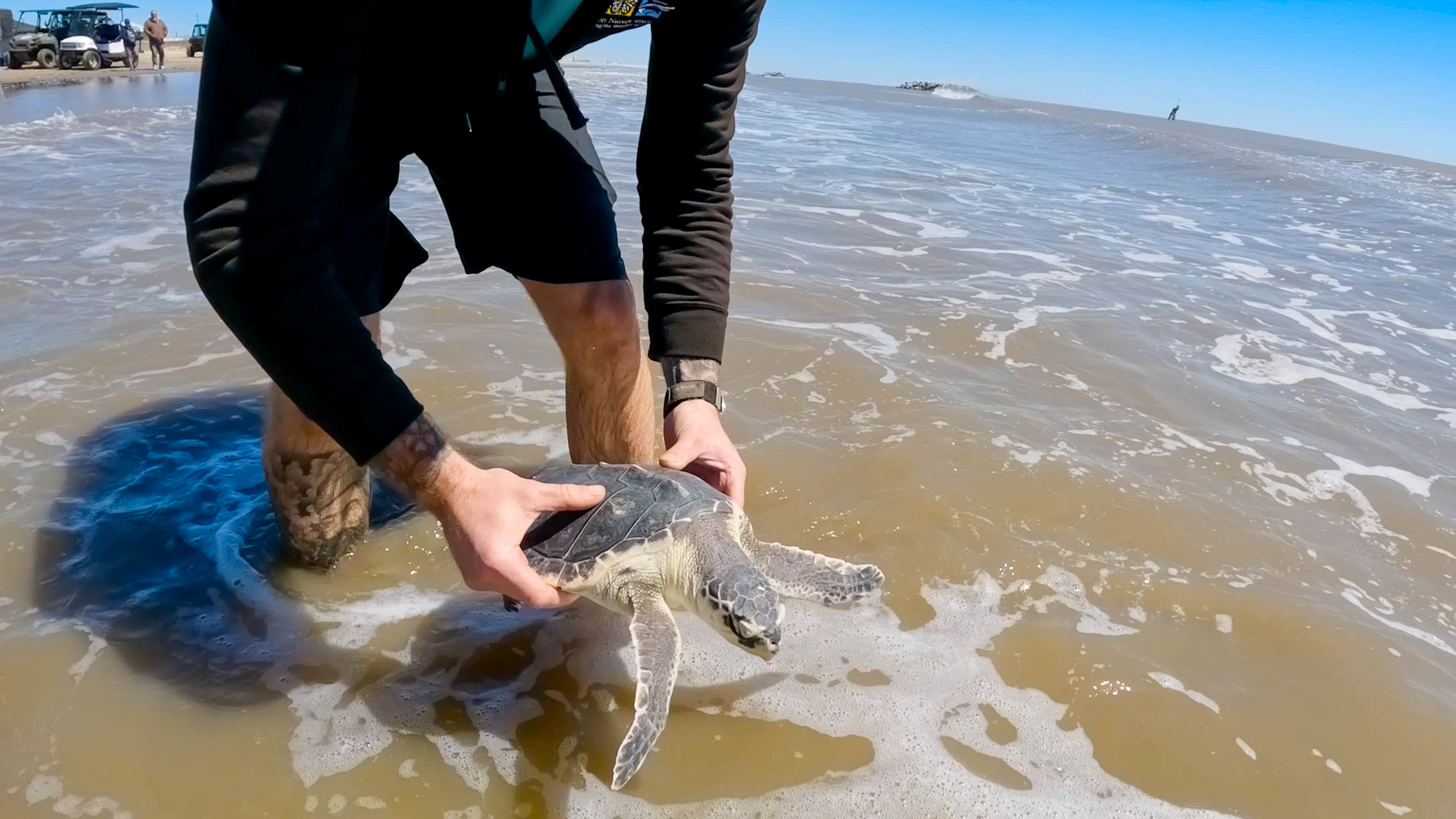 Audubon Aquarium Rescue Releases Turtles in Grand Isle