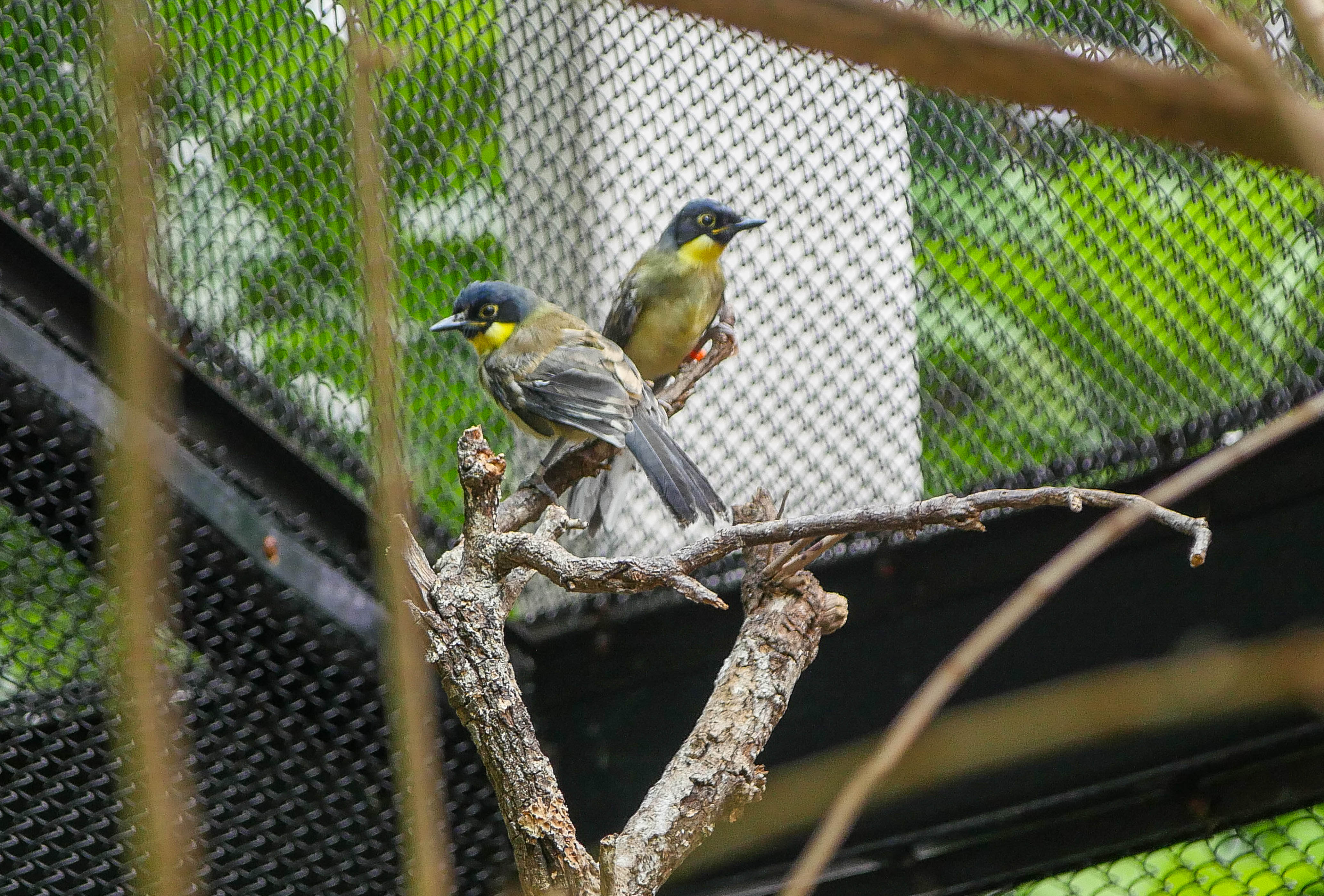 Two Critically Endangered Chicks Hatch at Audubon Zoo