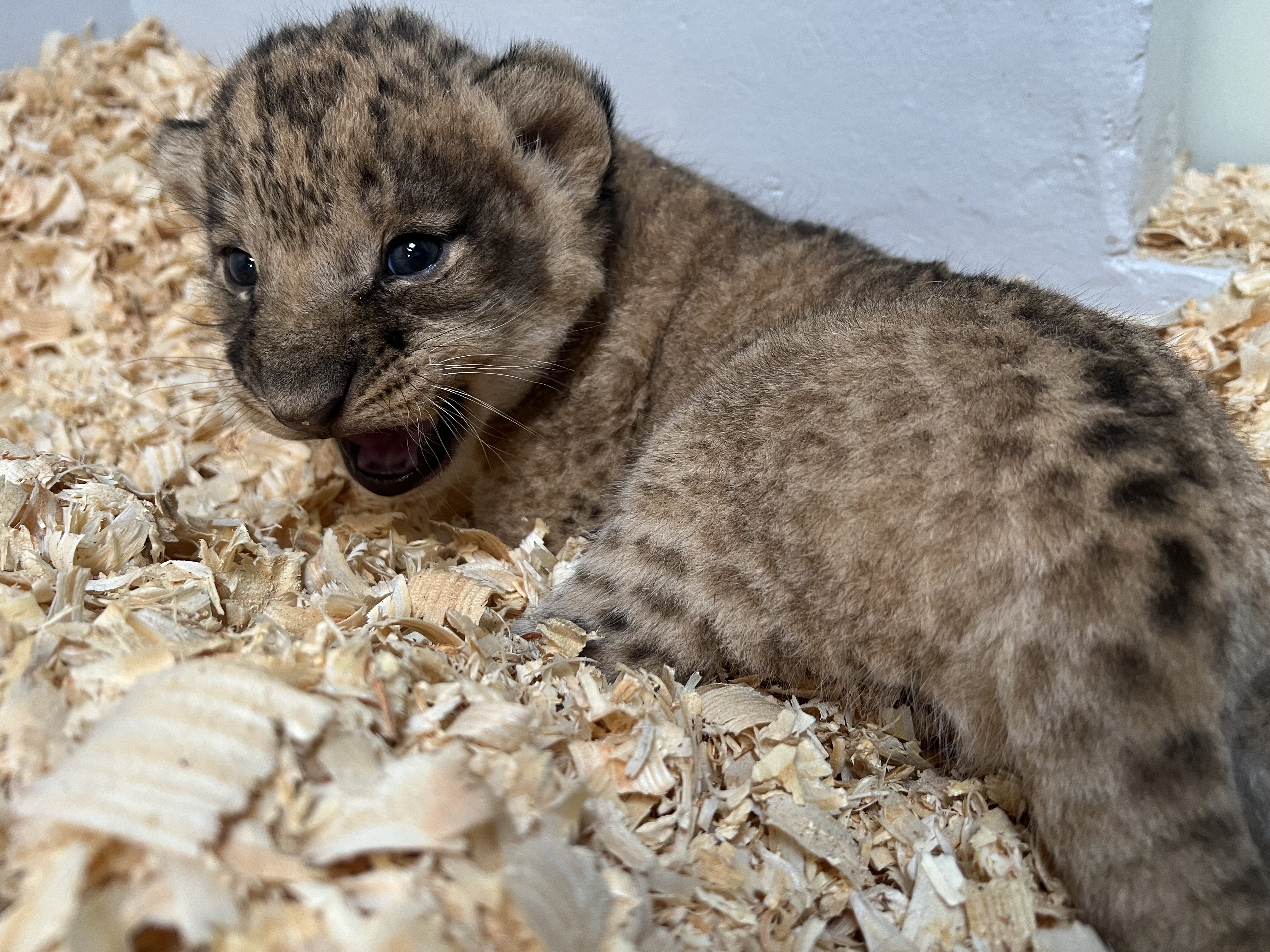 Audubon Zoo Reveals Genders of Lion Cubs