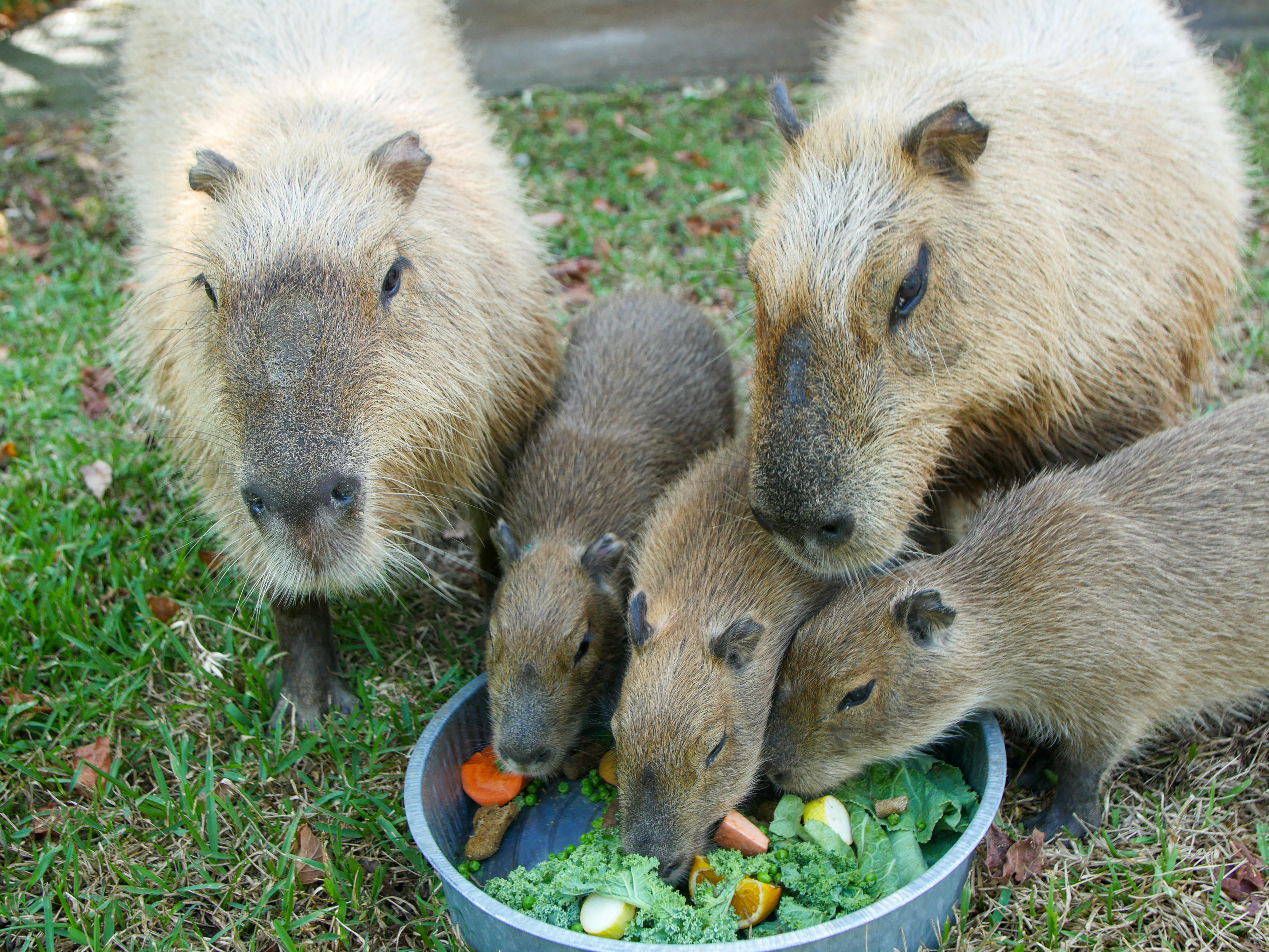 Audubon Zoo's Capybara Pups Named with Nod to New Orleans
