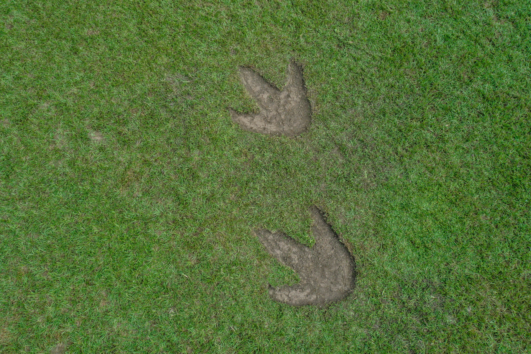 Giant Footprints Lead to Dinosaurs at Audubon Zoo