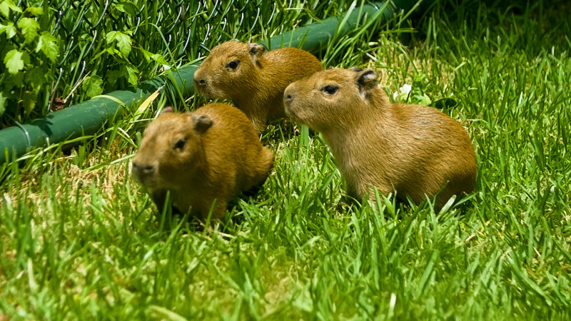Audubon Zoo Welcomes Baby Capybara