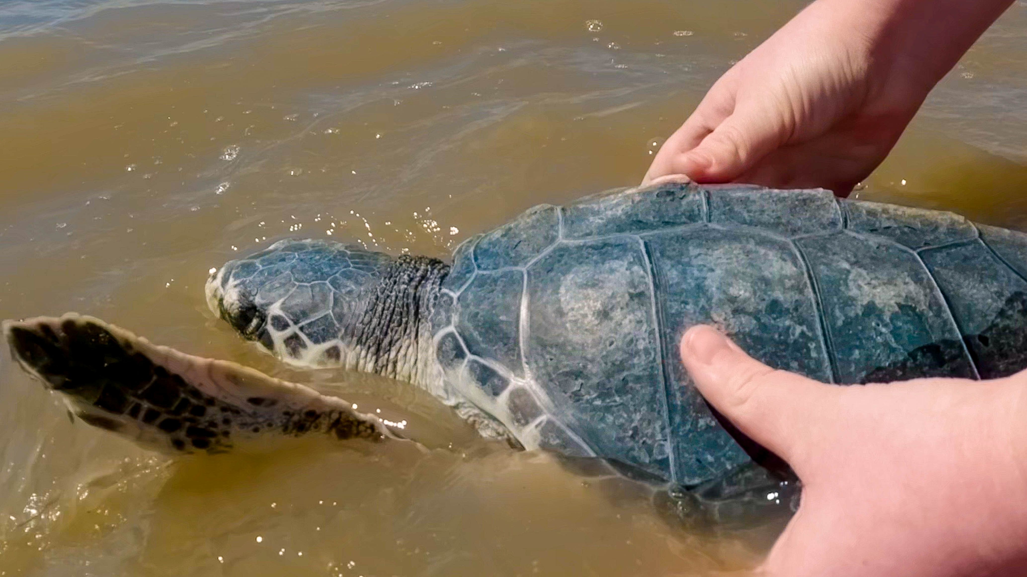 Audubon Aquarium Rescue Releases Turtles in Grand Isle