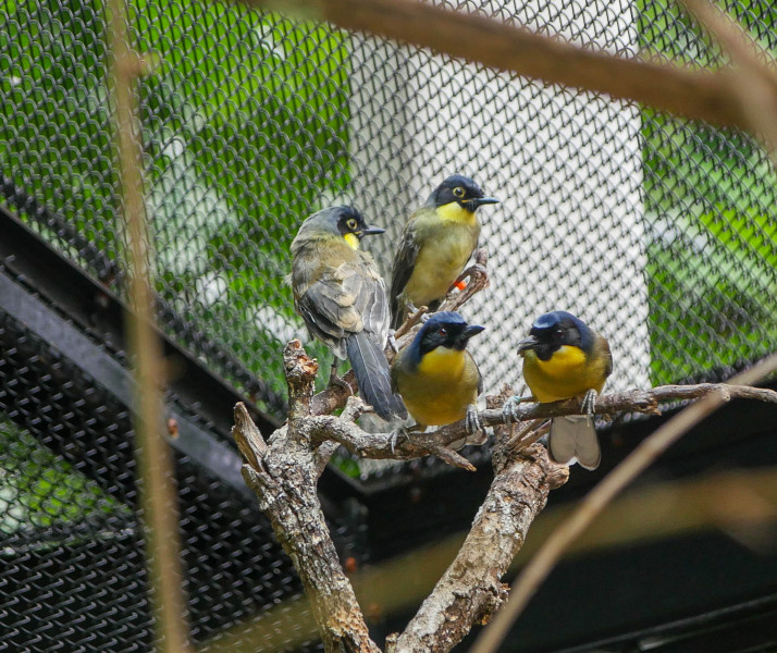 Two Critically Endangered Chicks Hatch at Audubon Zoo