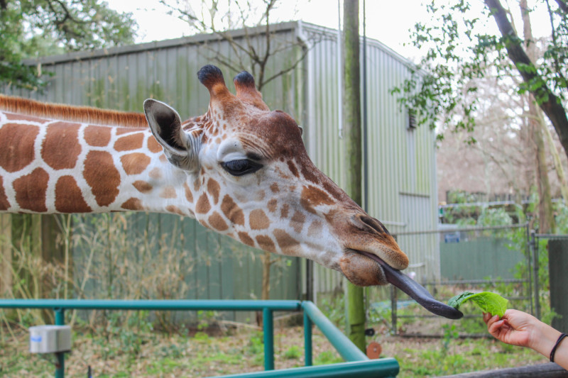 Feed a Giraffe at Audubon Zoo!