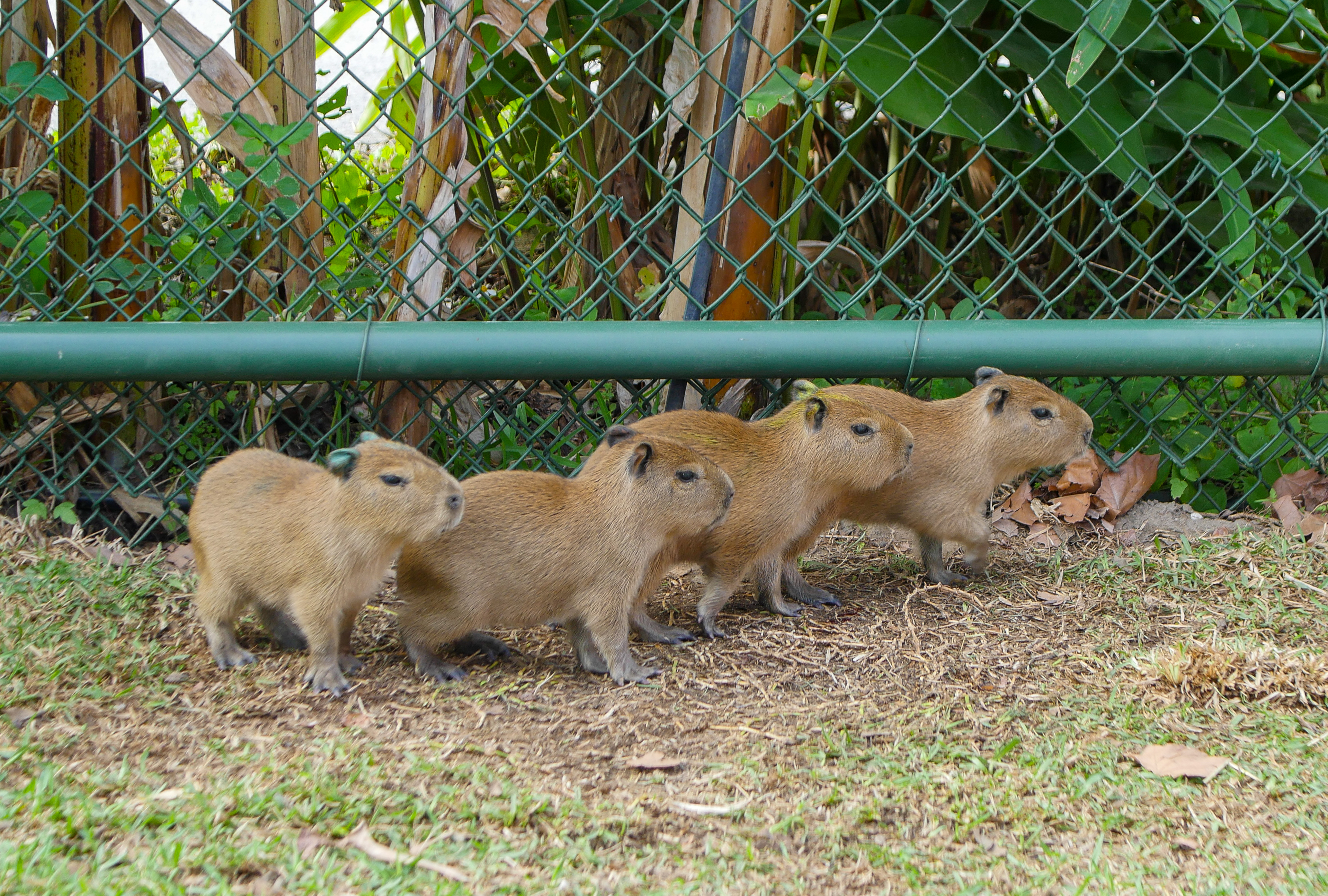 Audubon Zoo Welcomes Five Baby Capybara