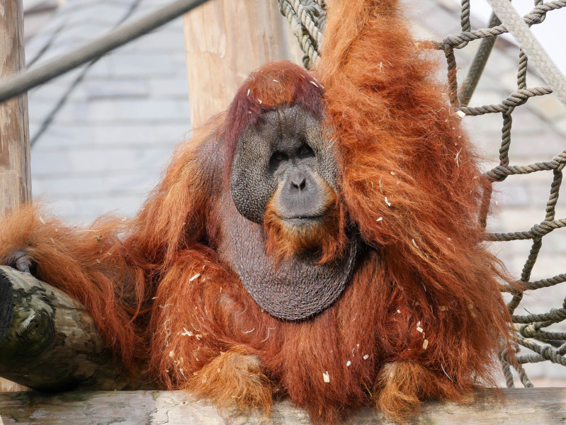 Celebrate Endangered Species Day at Audubon Zoo