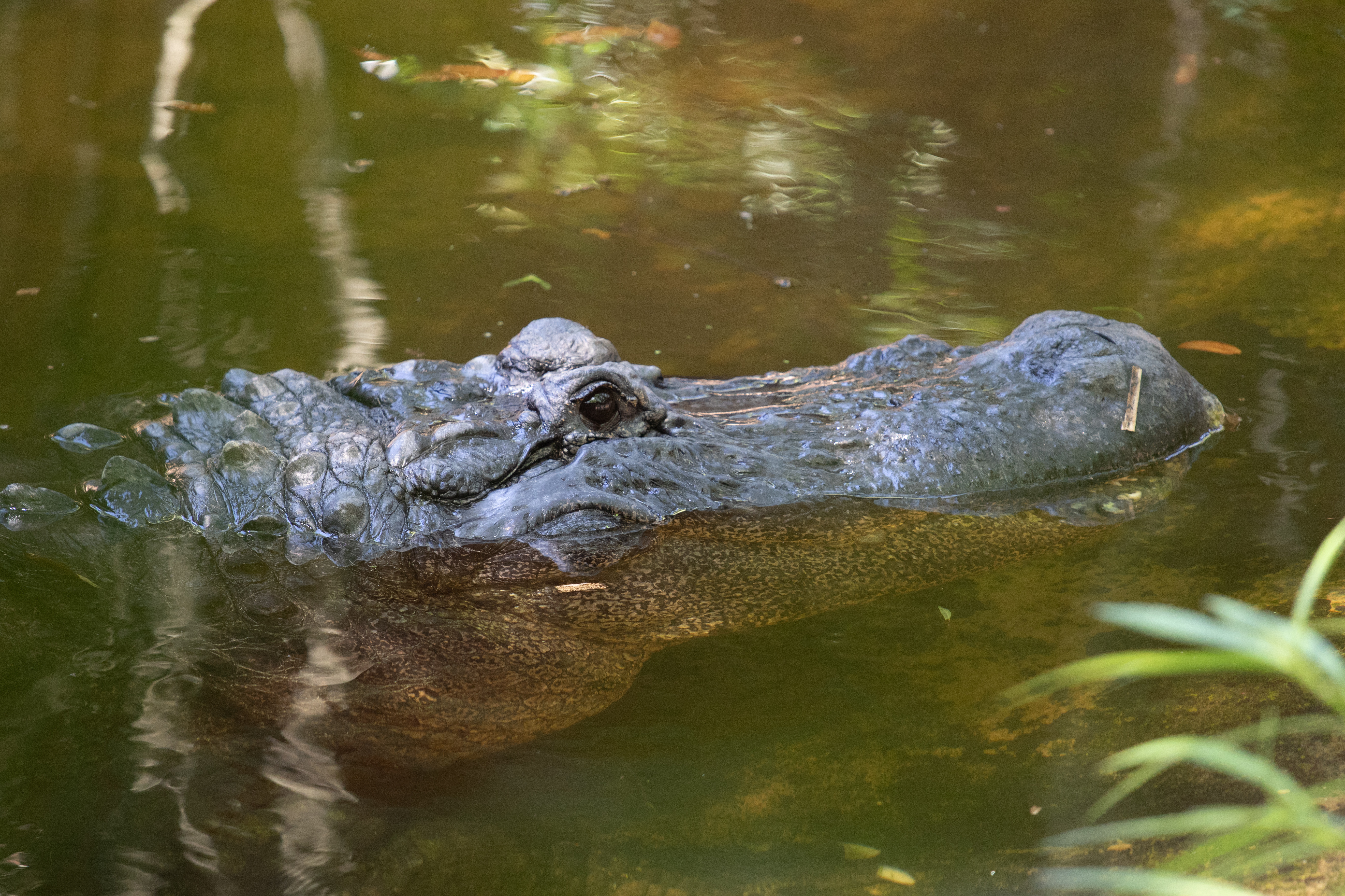 Swamp Fête Coming to Audubon Zoo