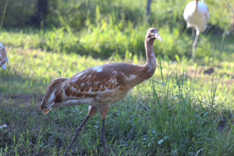 Whooping Cranes Readied for Release