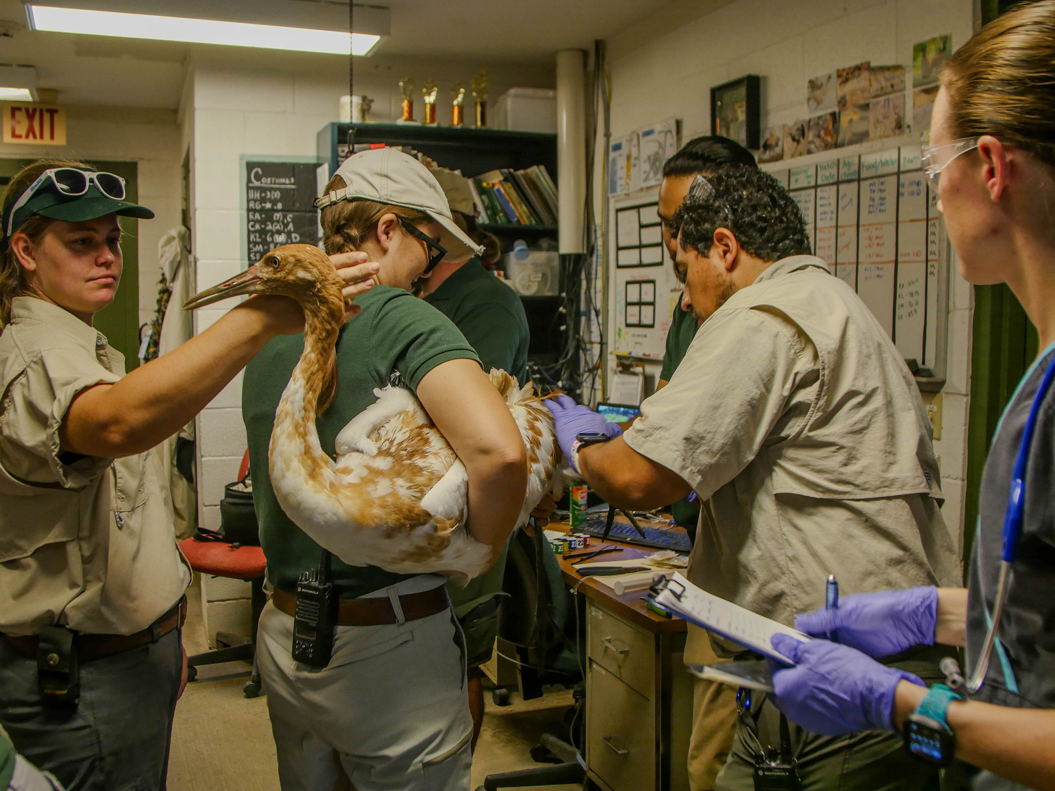 Audubon Prepares Young Whooping Cranes for Release