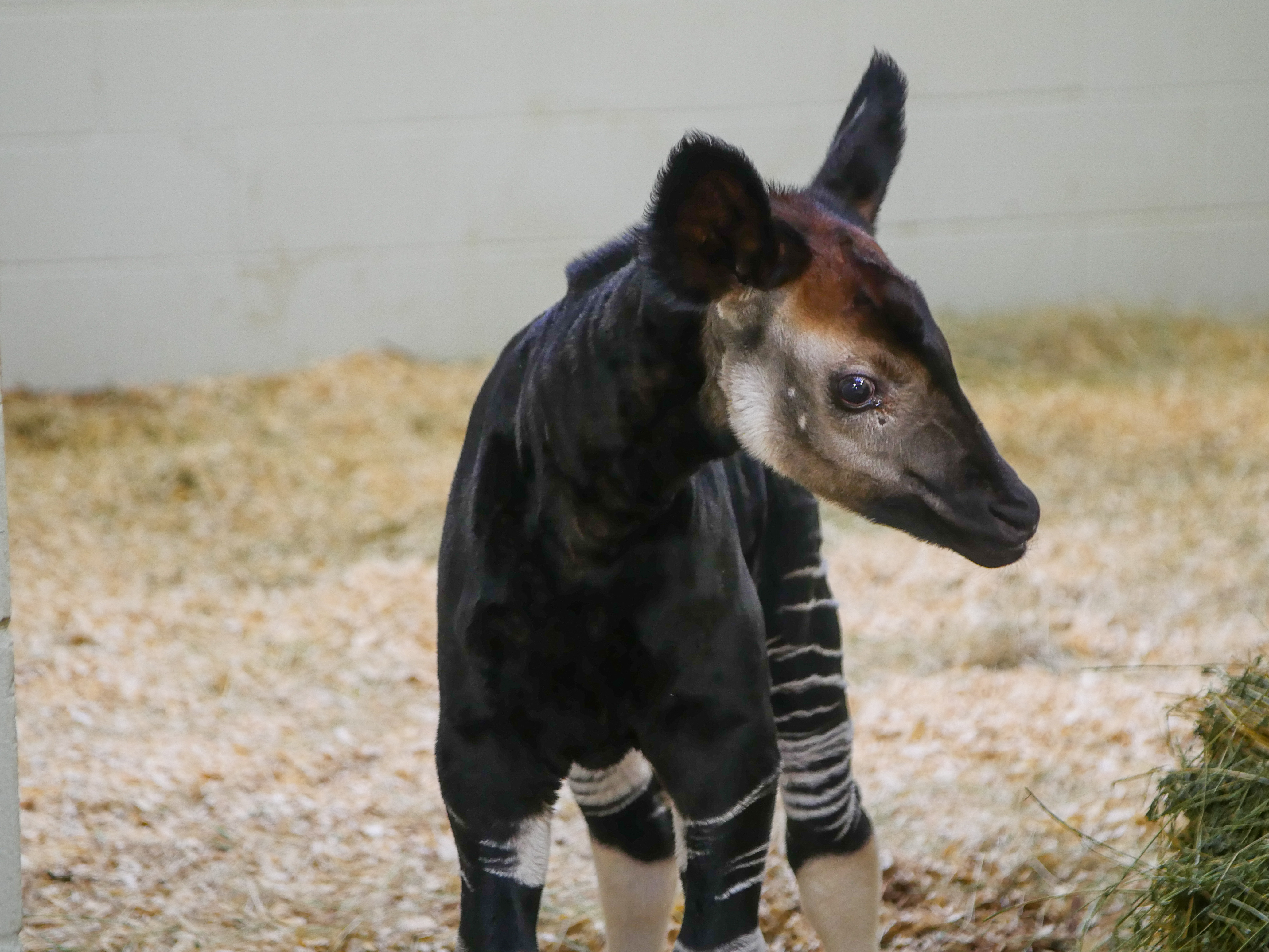 Critically Endangered Okapi Calf Born at Freeport-McMoRan Audubon ...
