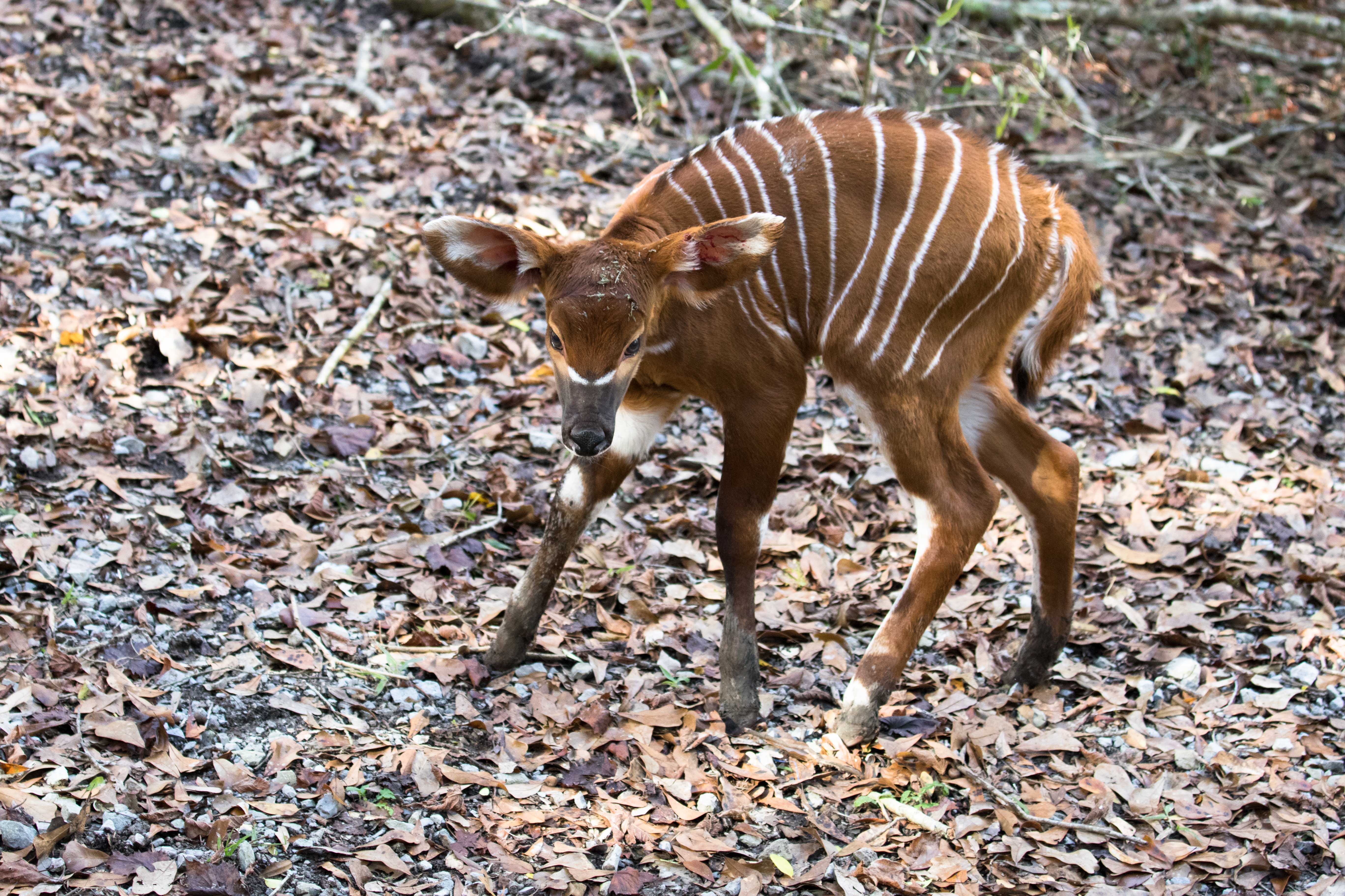Critically Endangered Eastern Bongo Born at Freeport-McMoRan Audubon ...