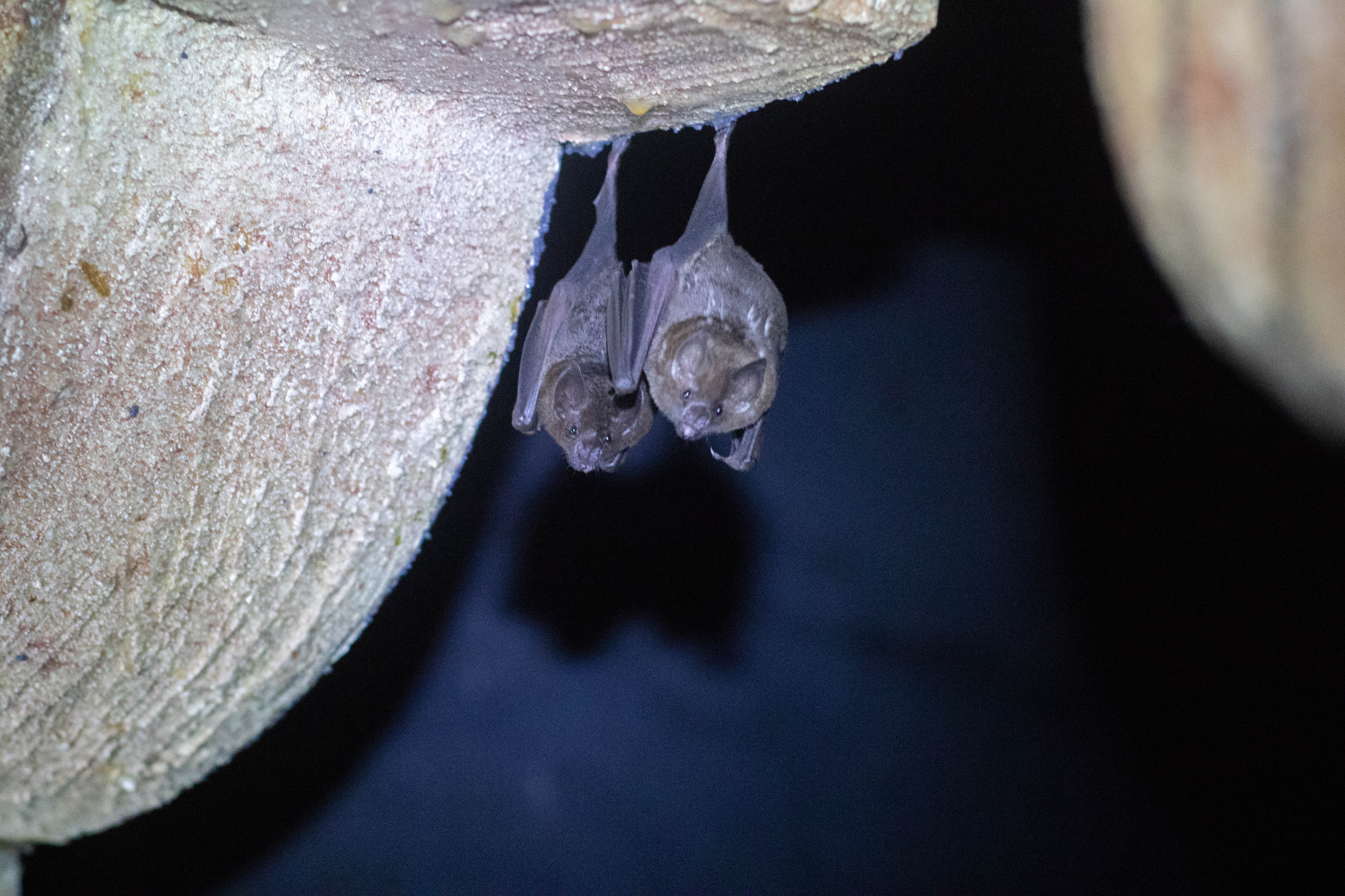 Audubon Nature Institute Hosts “Bat Week’’ Activities