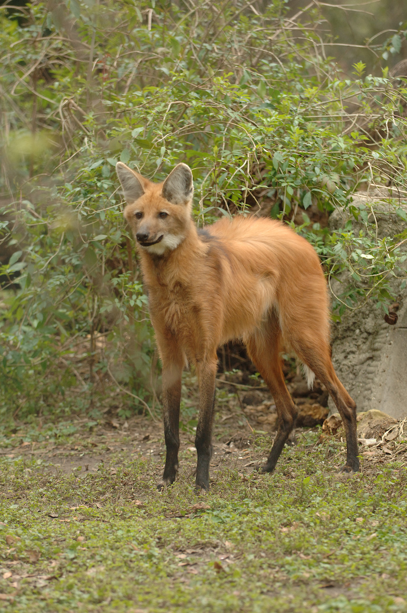 First Maned Wolf Puppies Born at Audubon Zoo