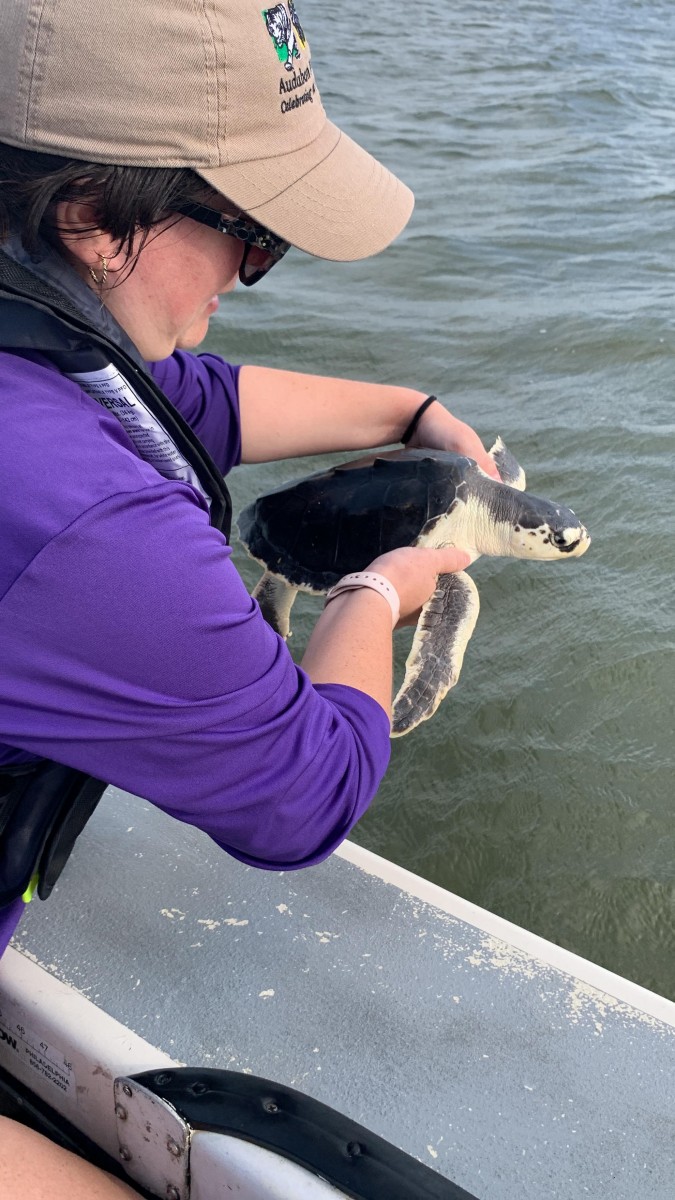 Endangered Kemp's Ridley Sea Turtles Released