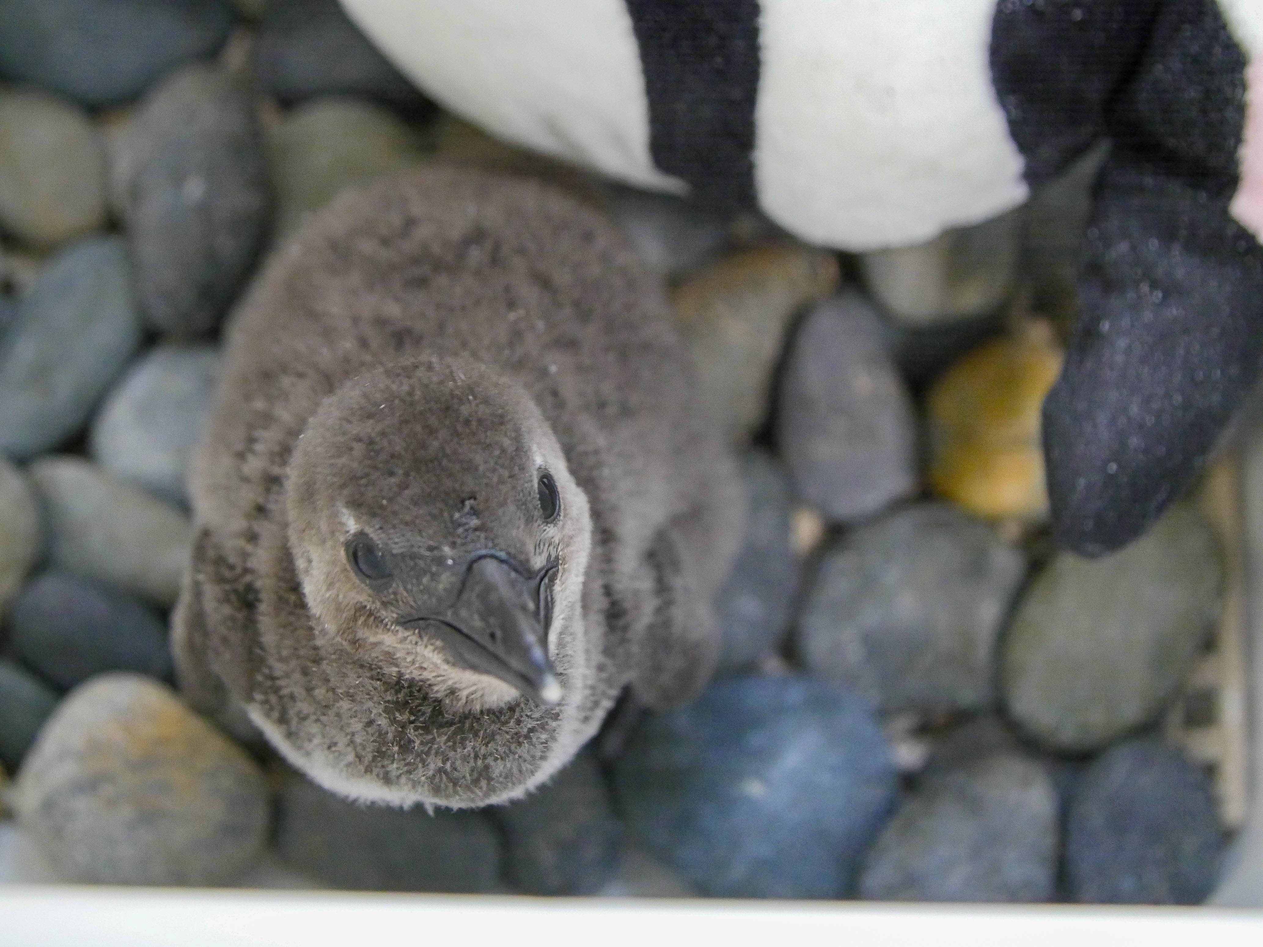Audubon Aquarium Welcomes New Penguin Chick