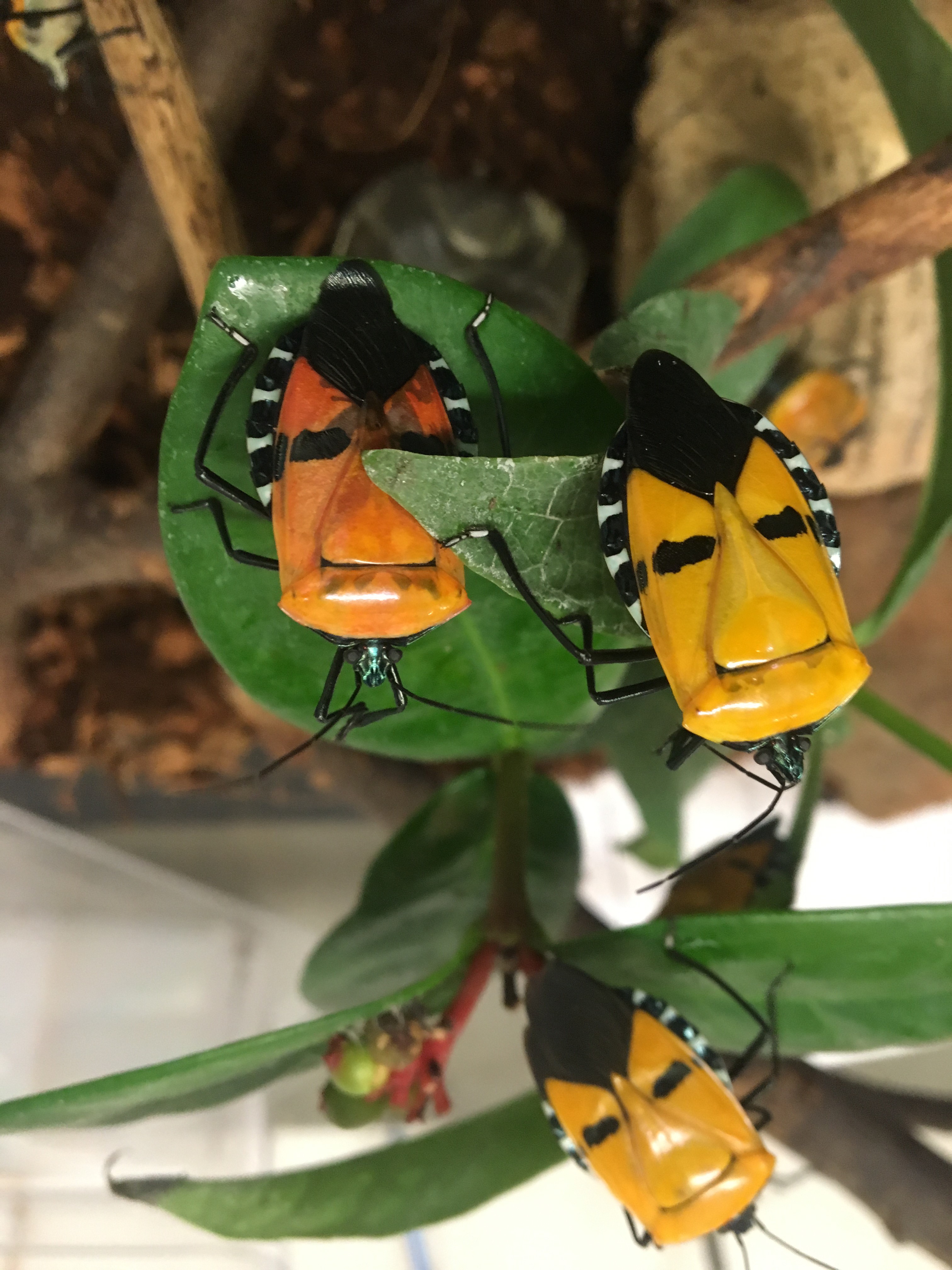 Rare Man-Faced Bugs New to Audubon Butterfly Garden and Insectarium