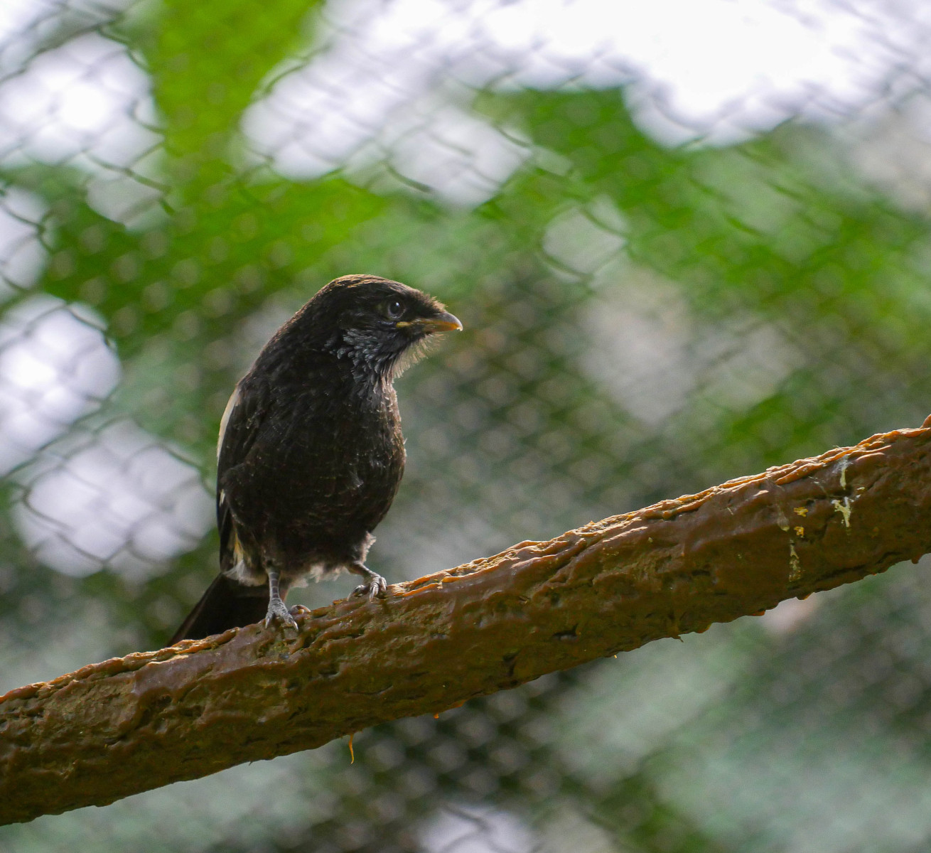Audubon Zoo Welcomes First Chick in Wings of the World