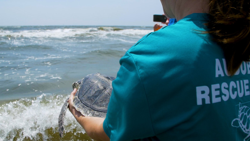 Audubon Aquarium Rescue Helps Stranded Marine Animals